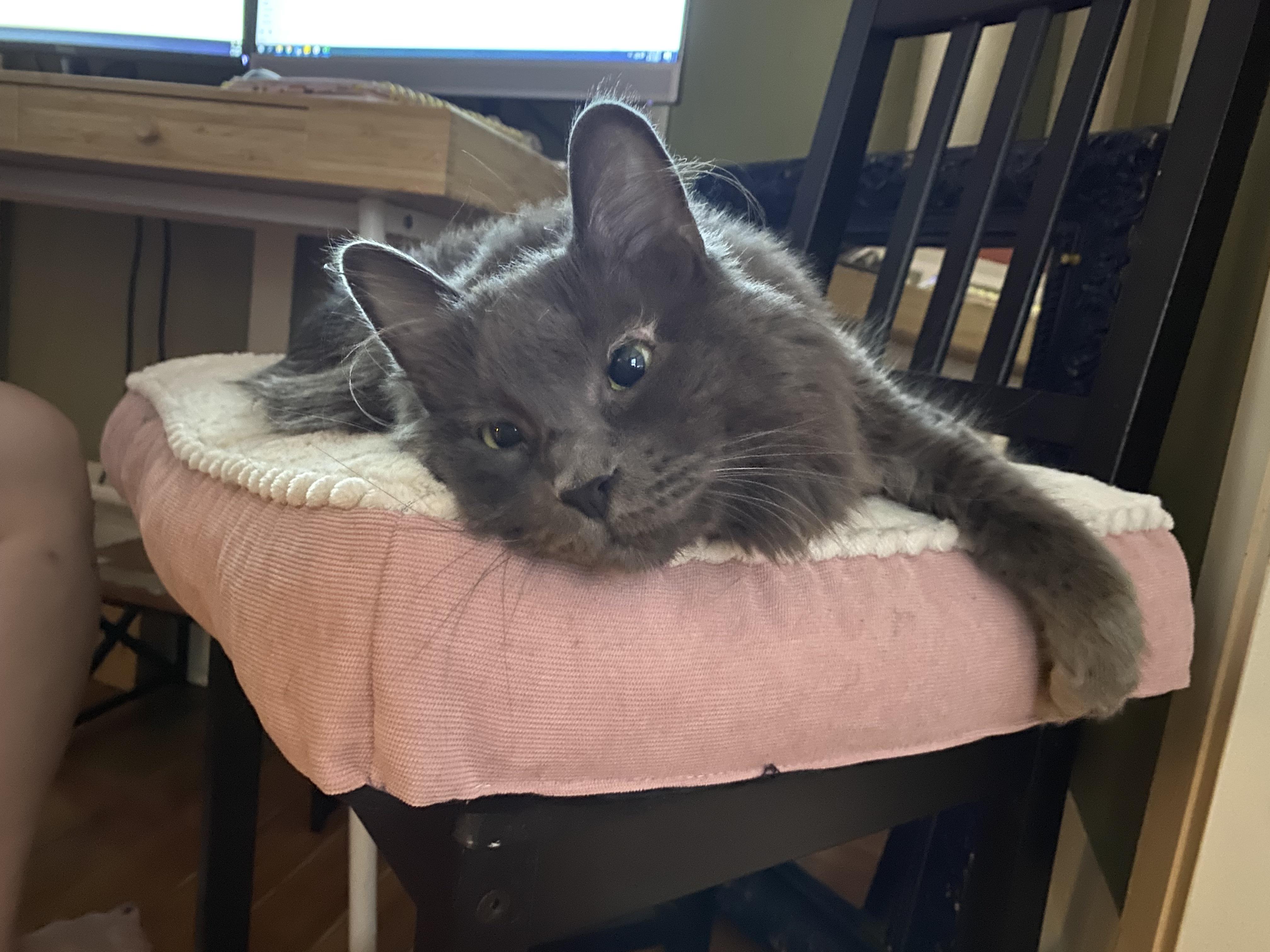 My little work buddy | Scrolller