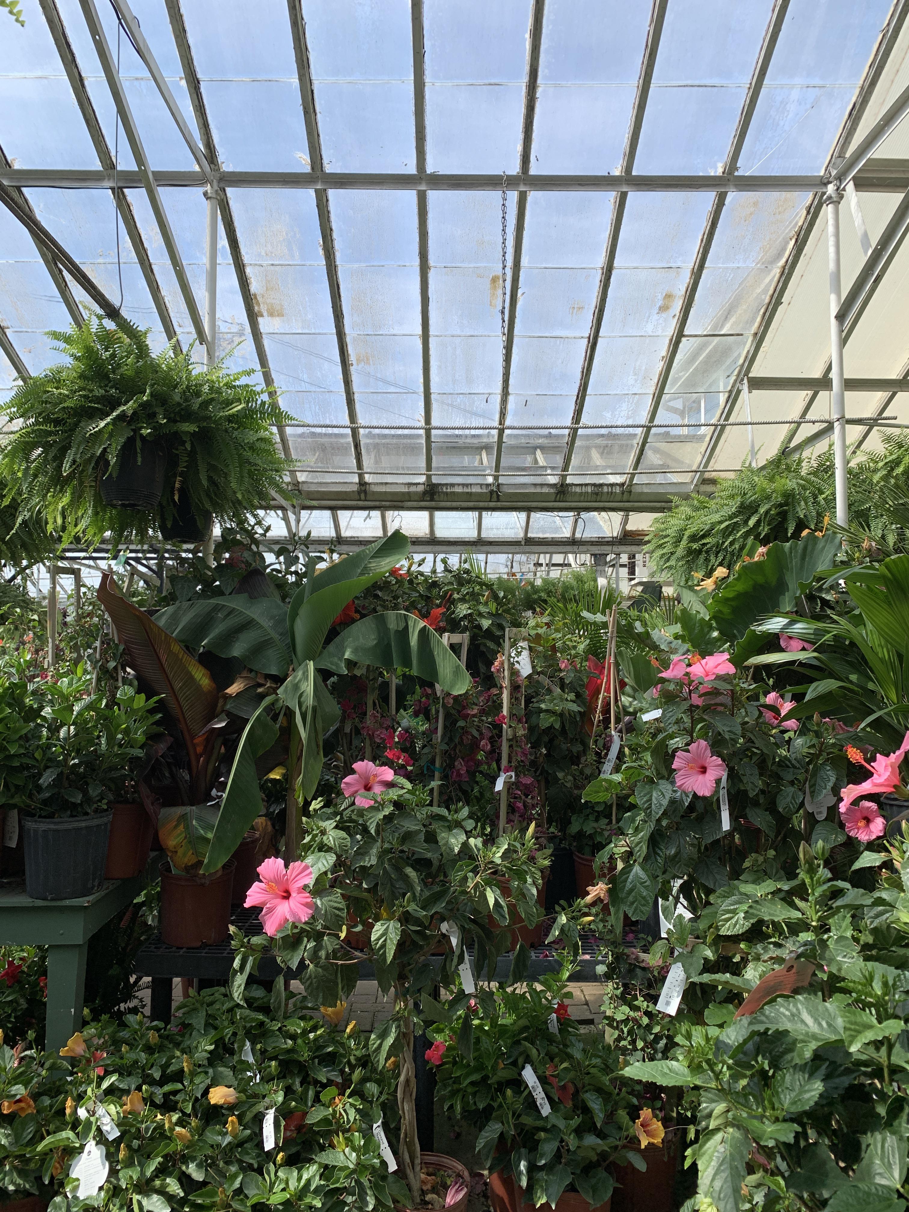 My local nursery has the most beautiful greenhouse! | Scrolller