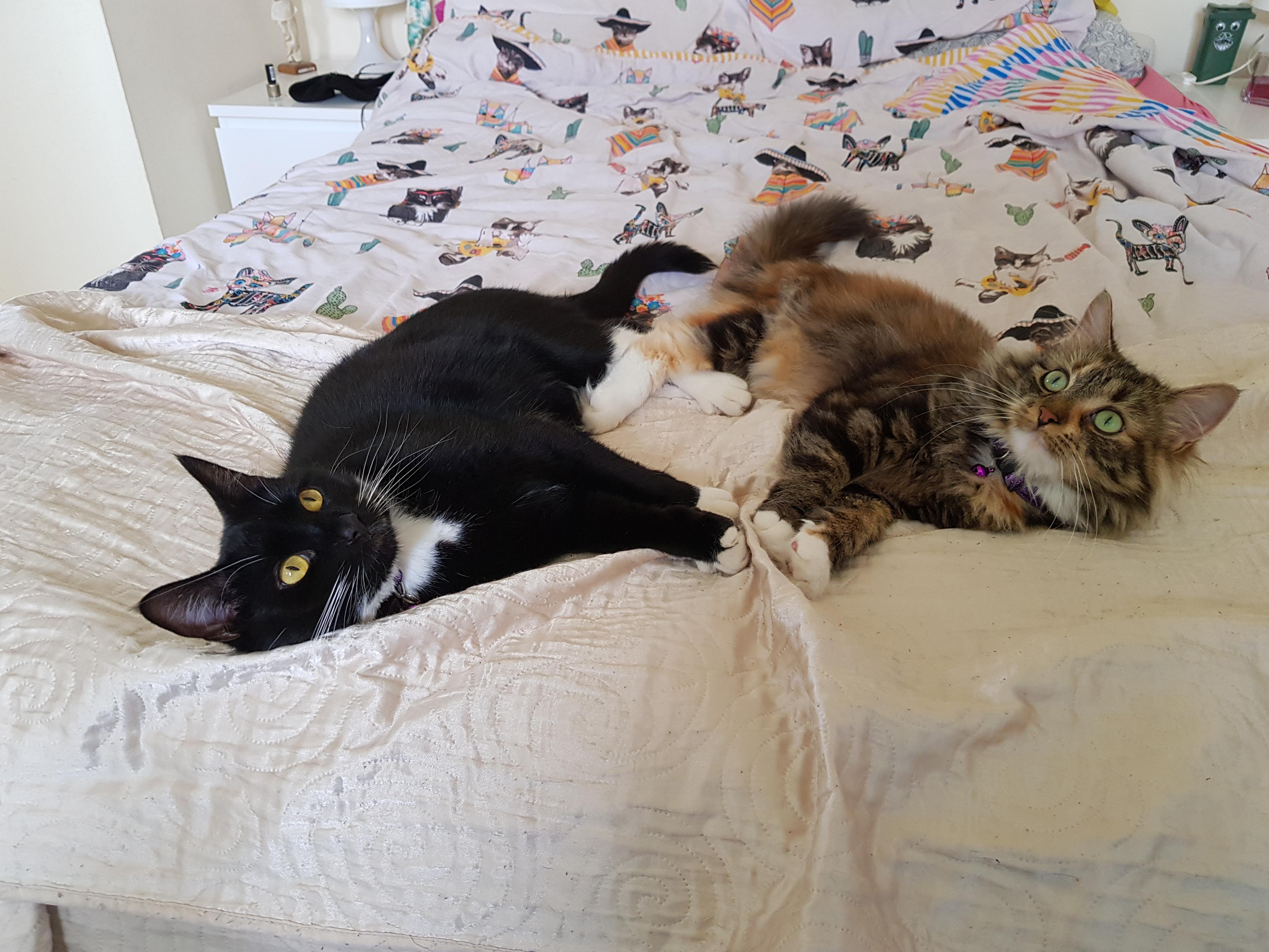 My lovely floofy girls. | Scrolller