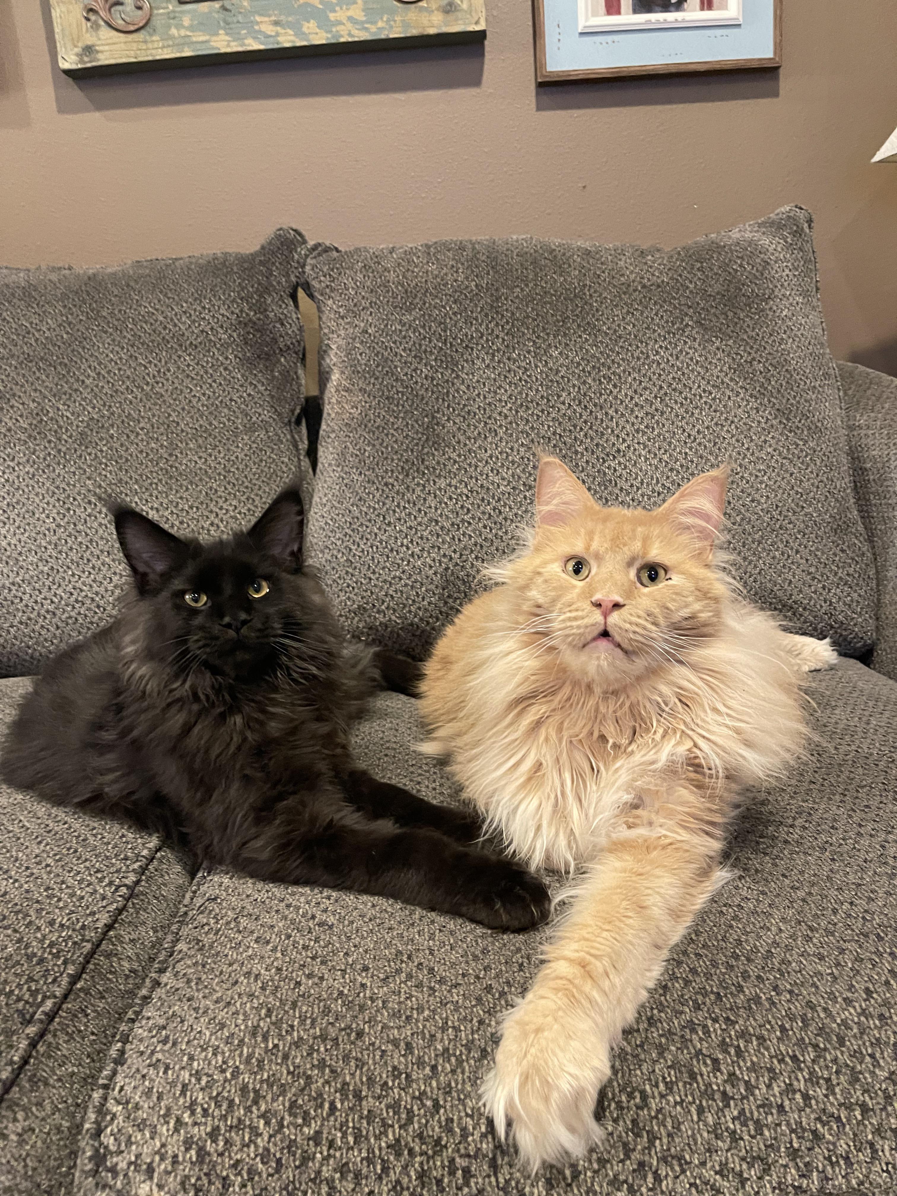 my mainecoon babies ️ | Scrolller