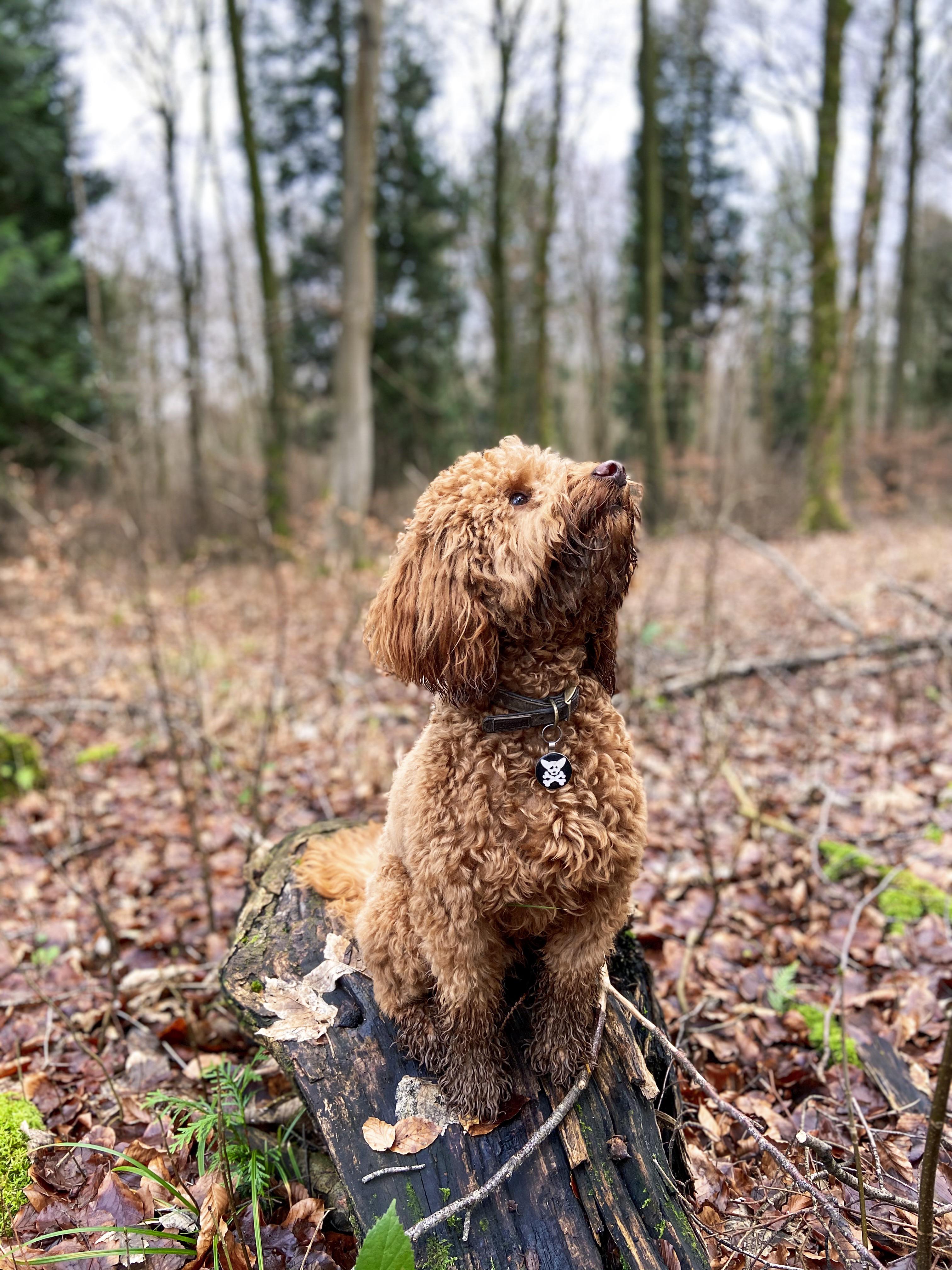 My majestic looking dog on a log, Woody! | Scrolller
