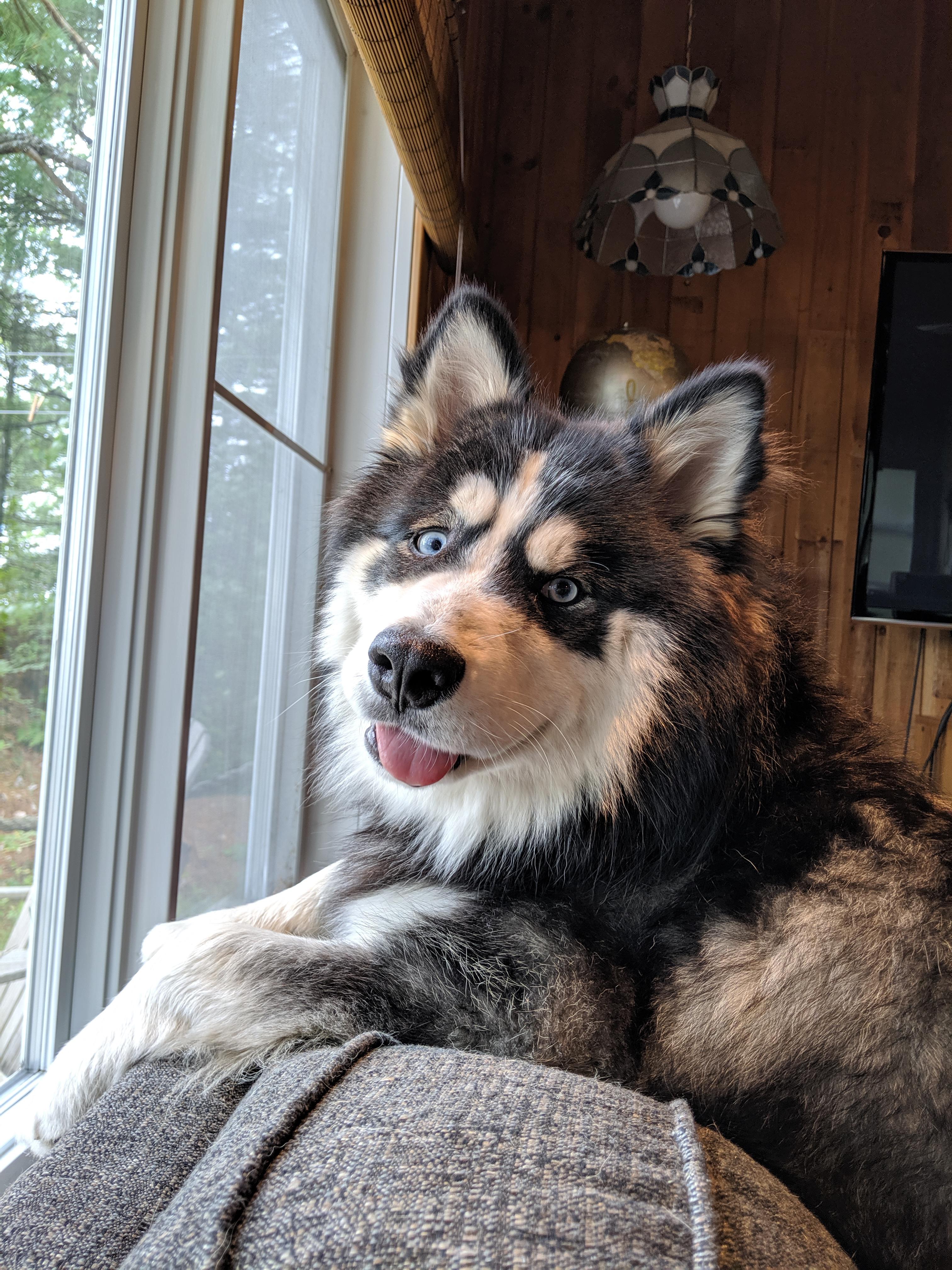 My majestic northern mutt, Hiku. | Scrolller