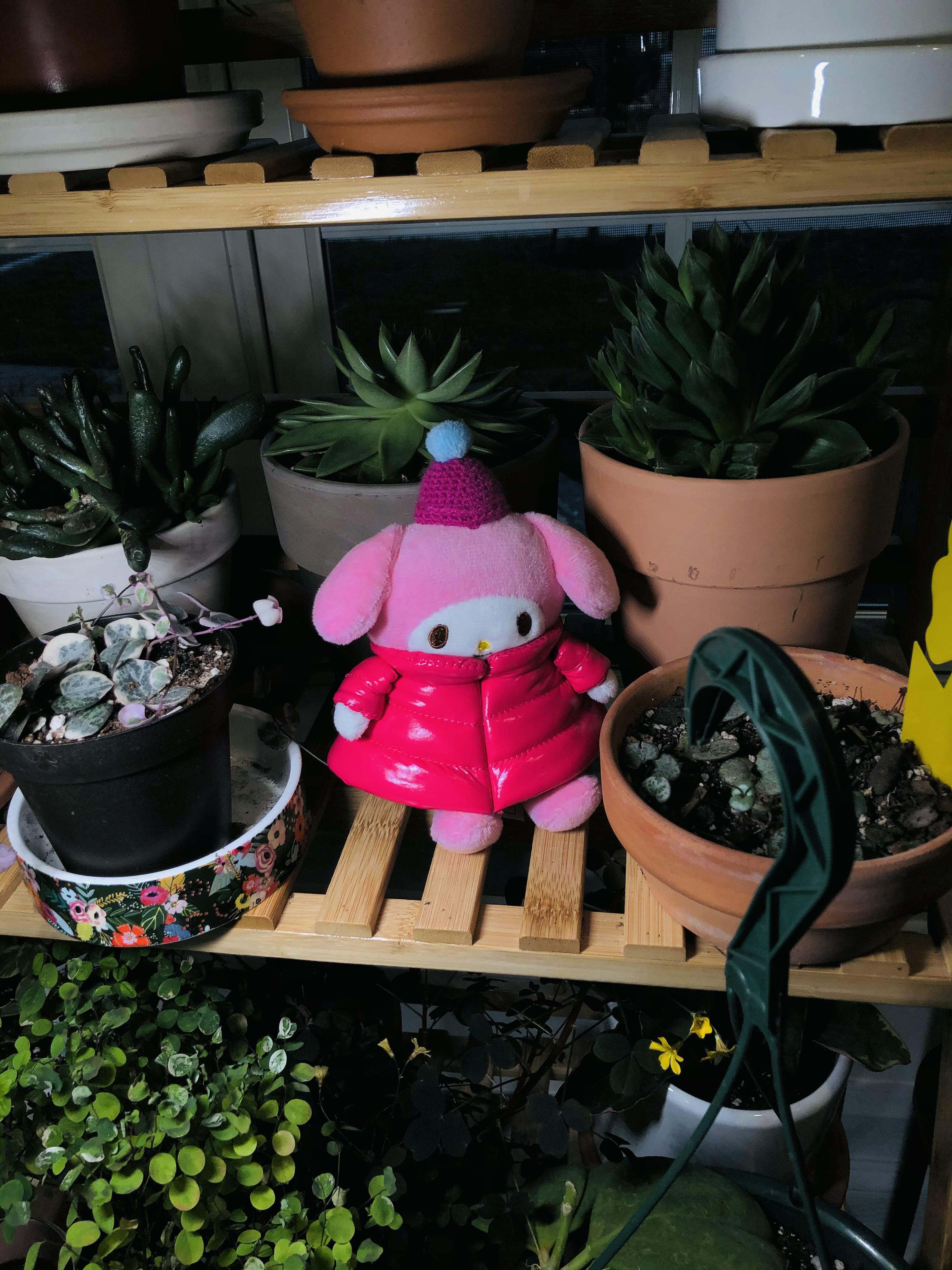 My Melody in her Puffer! | Scrolller