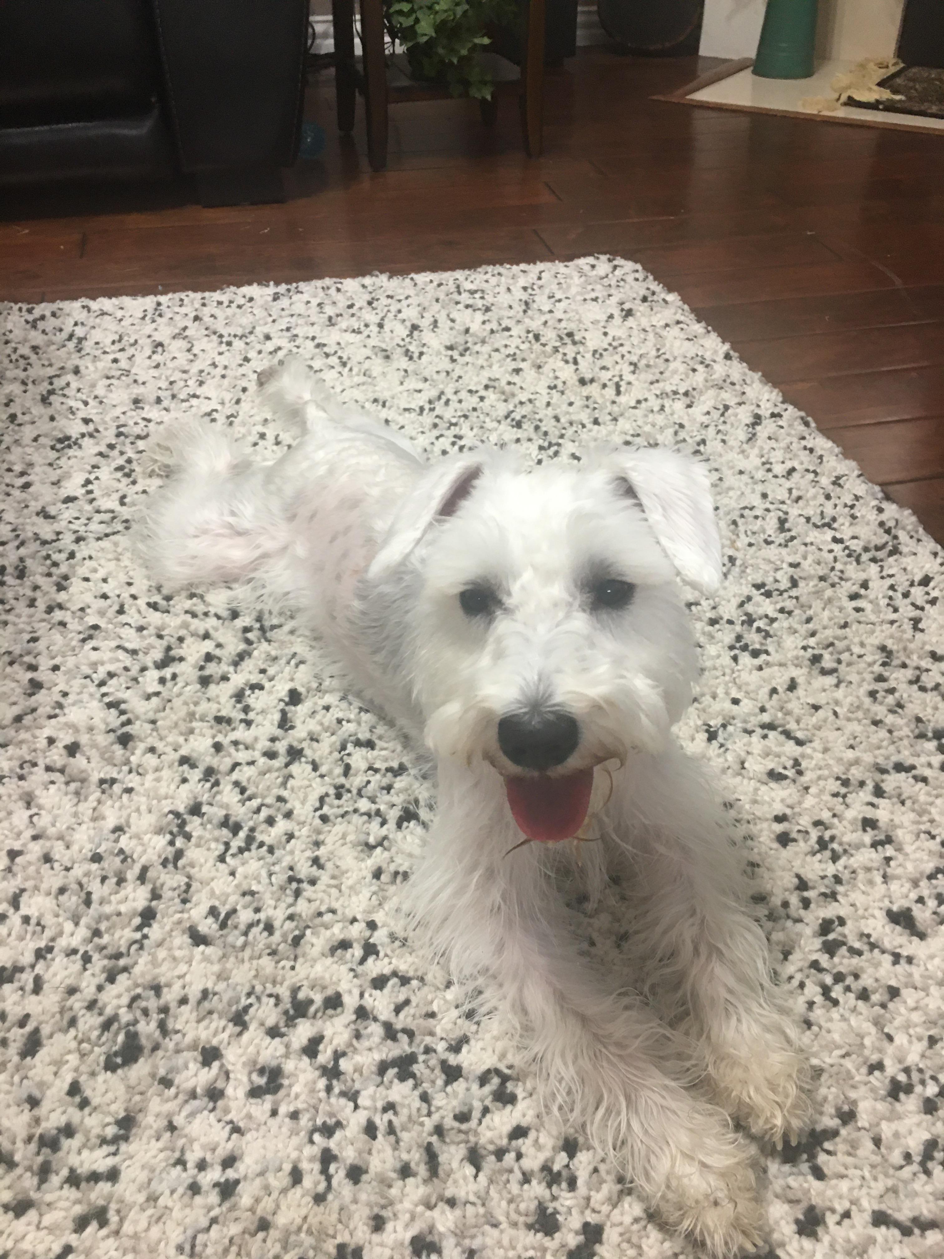 my mini schnauzer maple! | Scrolller