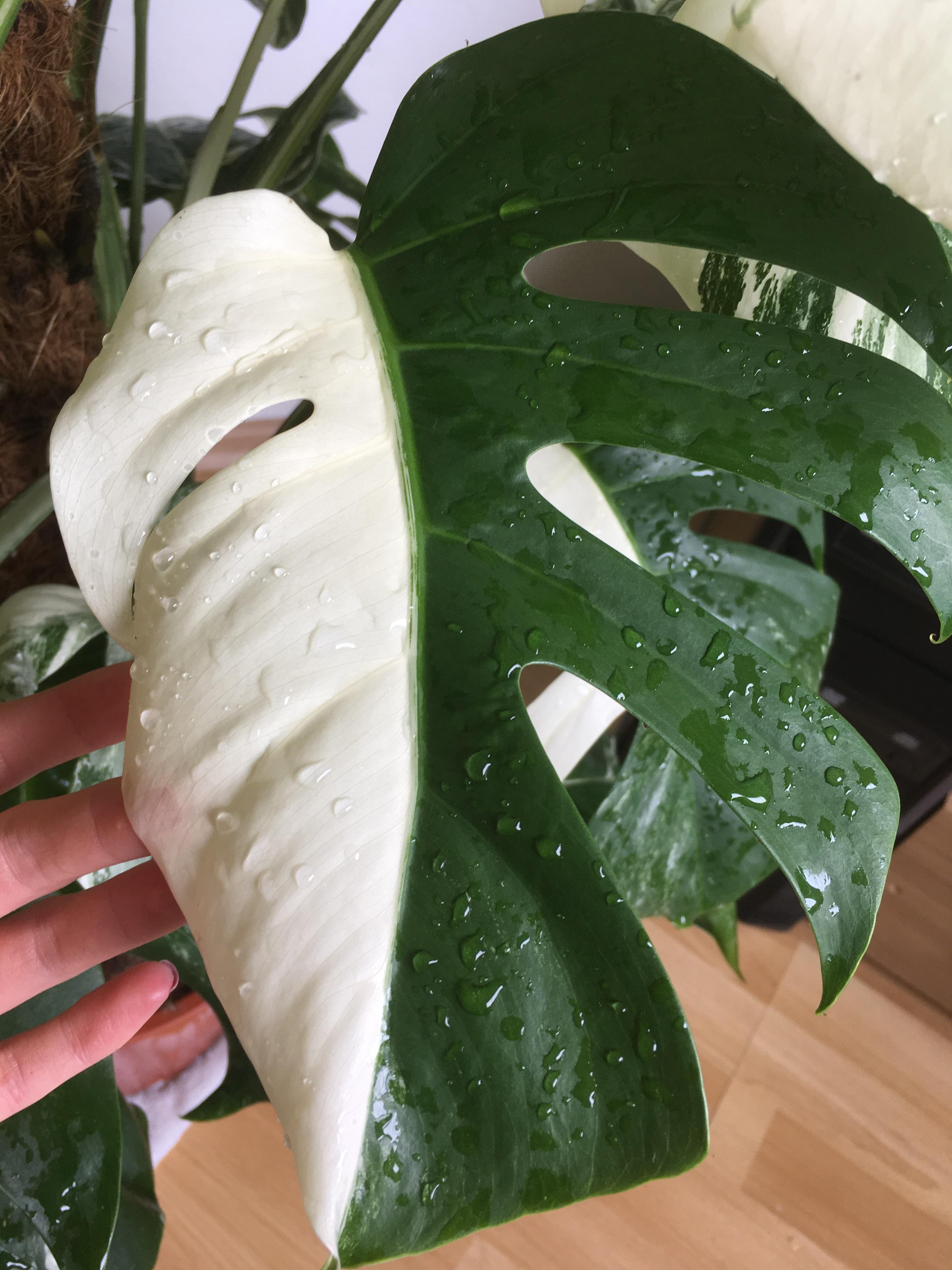 My monstera has 50/50 leaf 🌱 | Scrolller