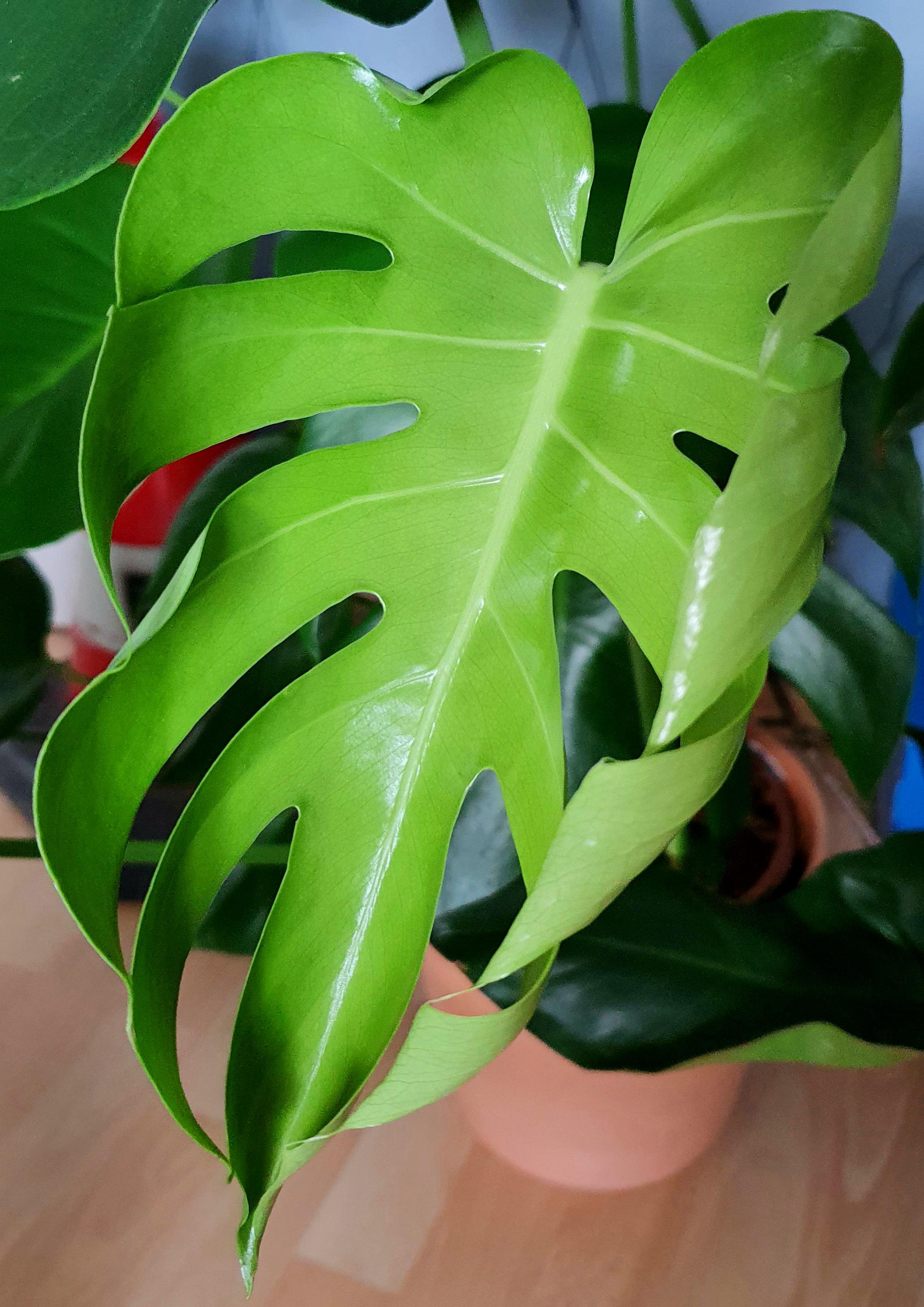My Monstera just got her first fully perforated leaf! | Scrolller