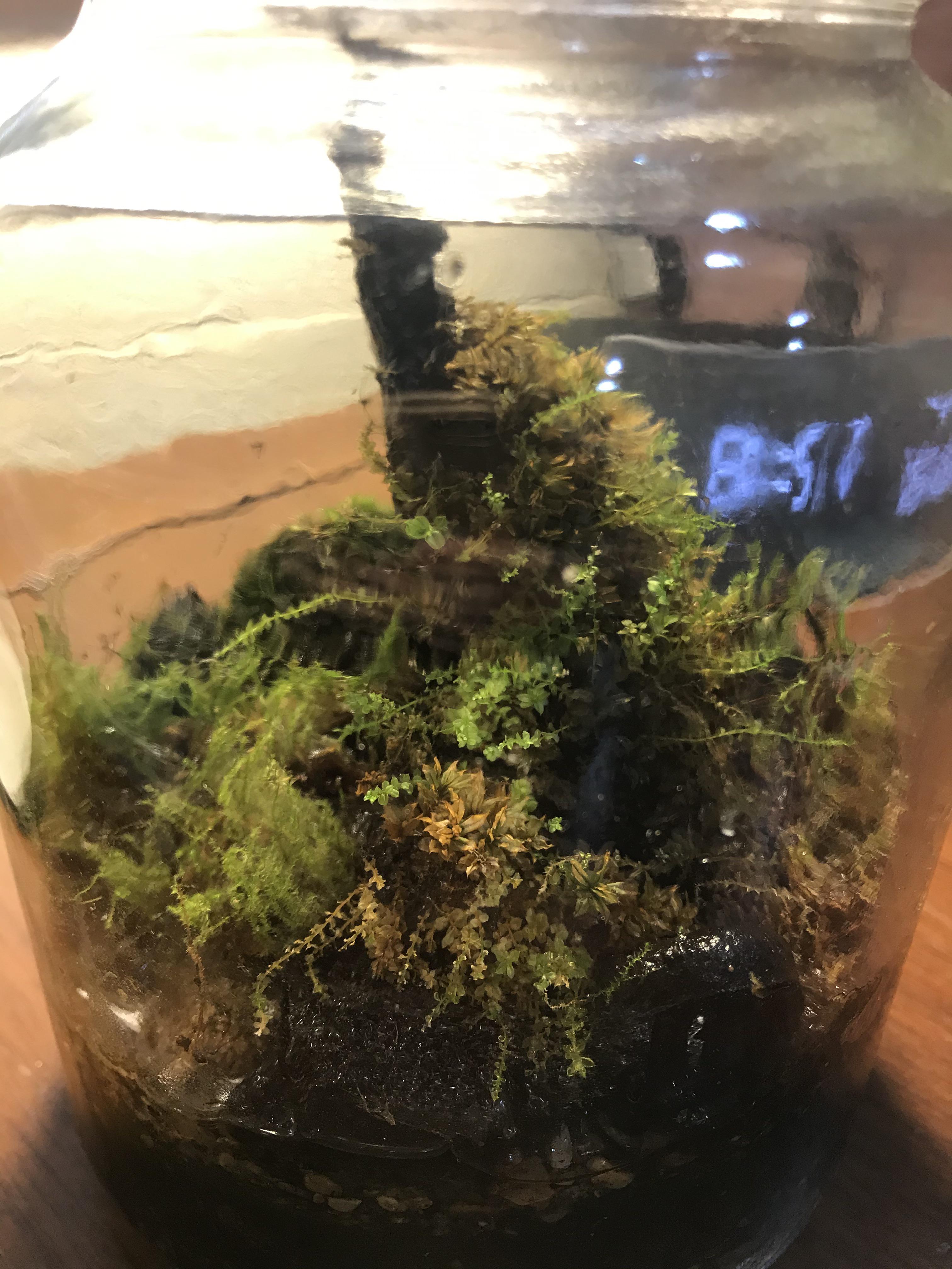 My moss is dying the death! Please help! | Scrolller