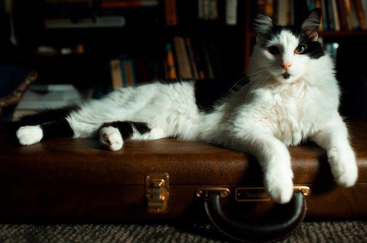 My most regal NF, John Stamos the Cat! | Scrolller