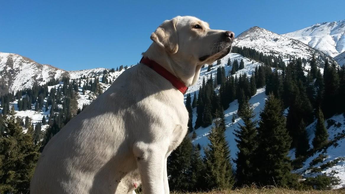 my mountain dog | Scrolller