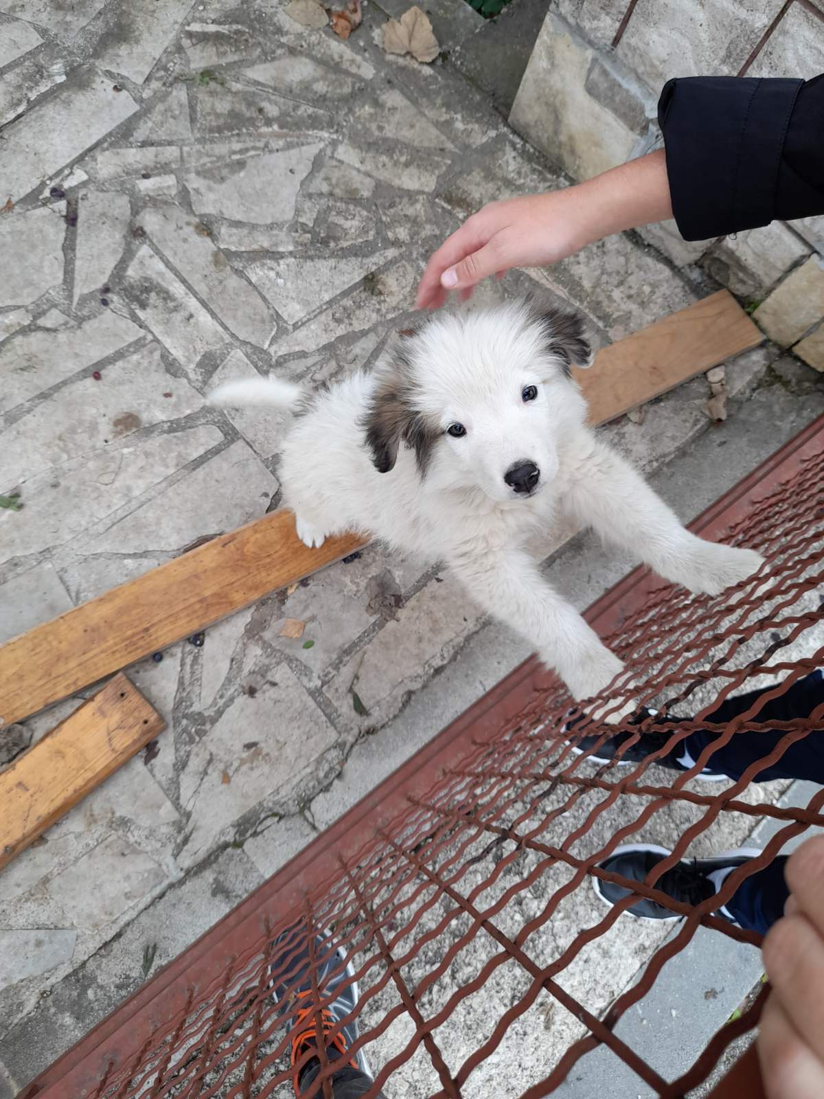 My neighbor got a dog | Scrolller