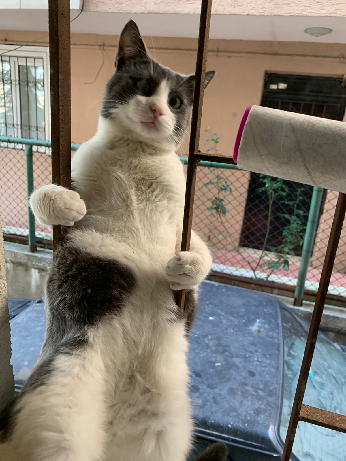 My neighbour's derpy crossed eyed cat | Scrolller