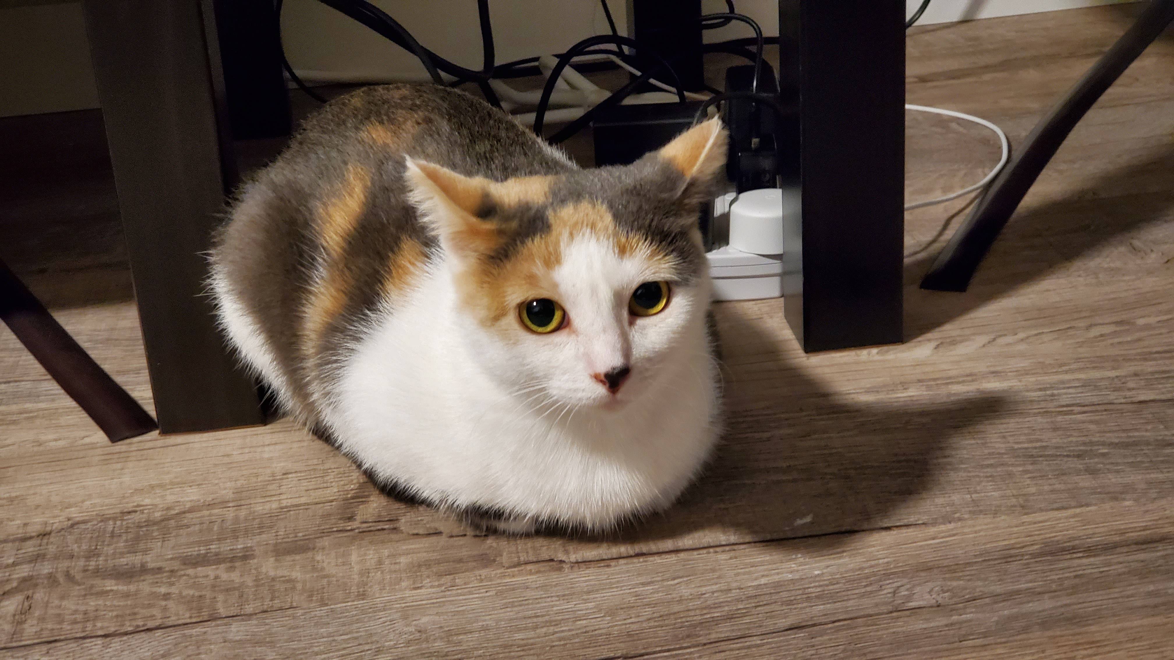 My new calico loaf, Mianbao (Chinese for 🍞) | Scrolller