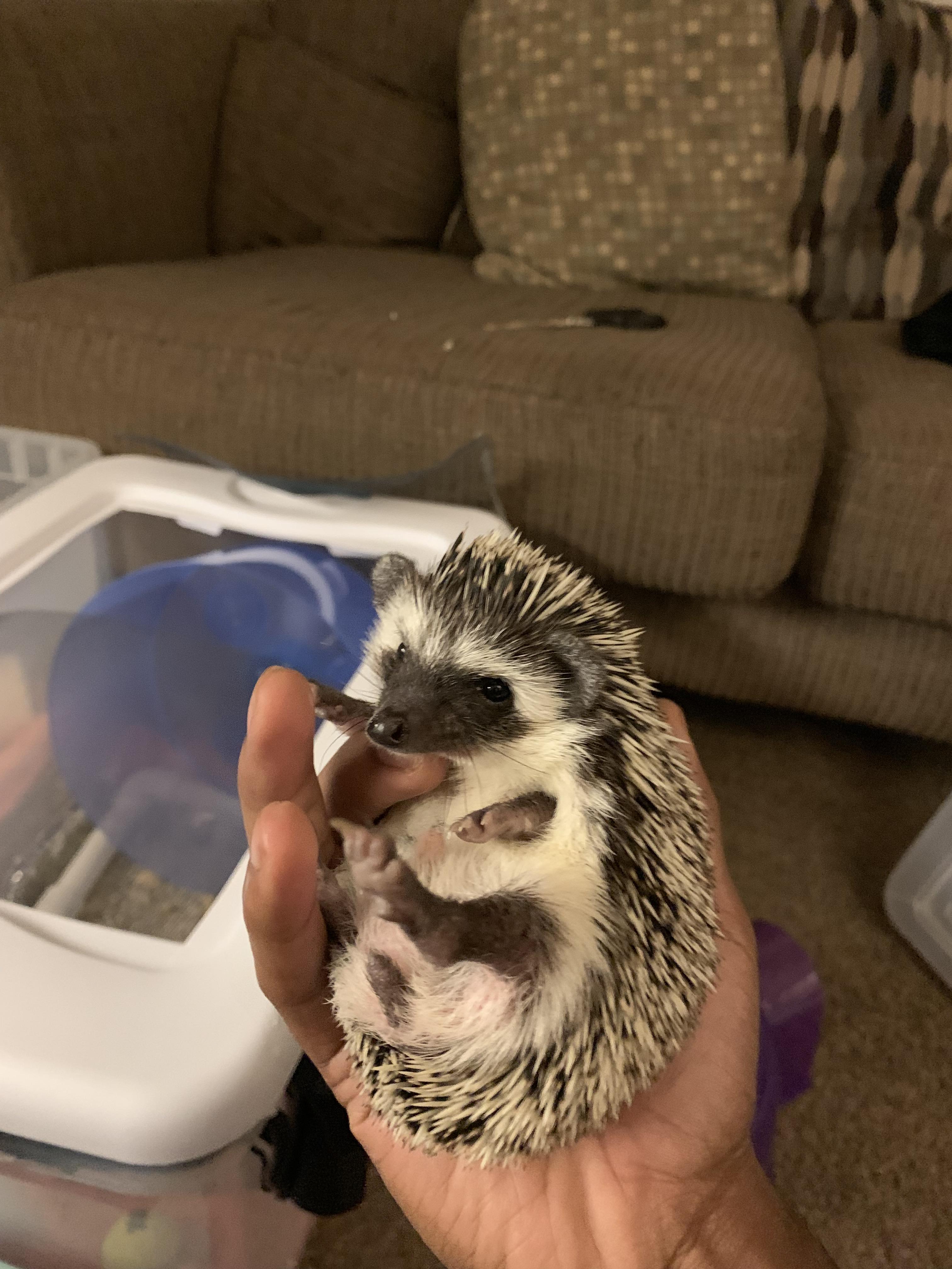My new hedgehog Petrossian , he is 10 weeks old | Scrolller