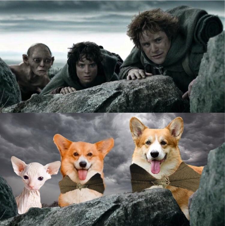 My new hobby; making Lord of The Rings scenes with dogs, cats ,and bad photoshop. | Scrolller