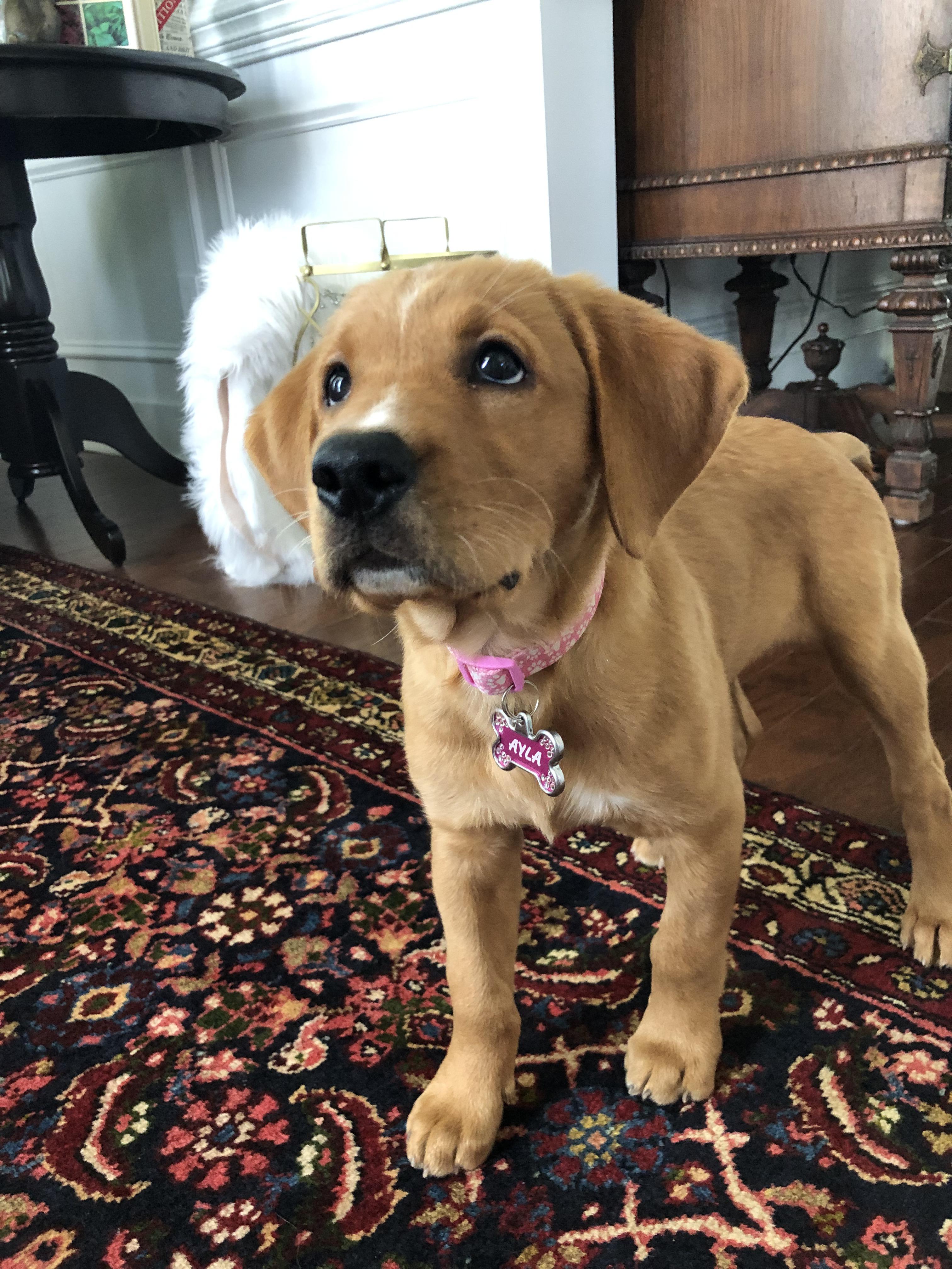 My new little pupper Ayla | Scrolller