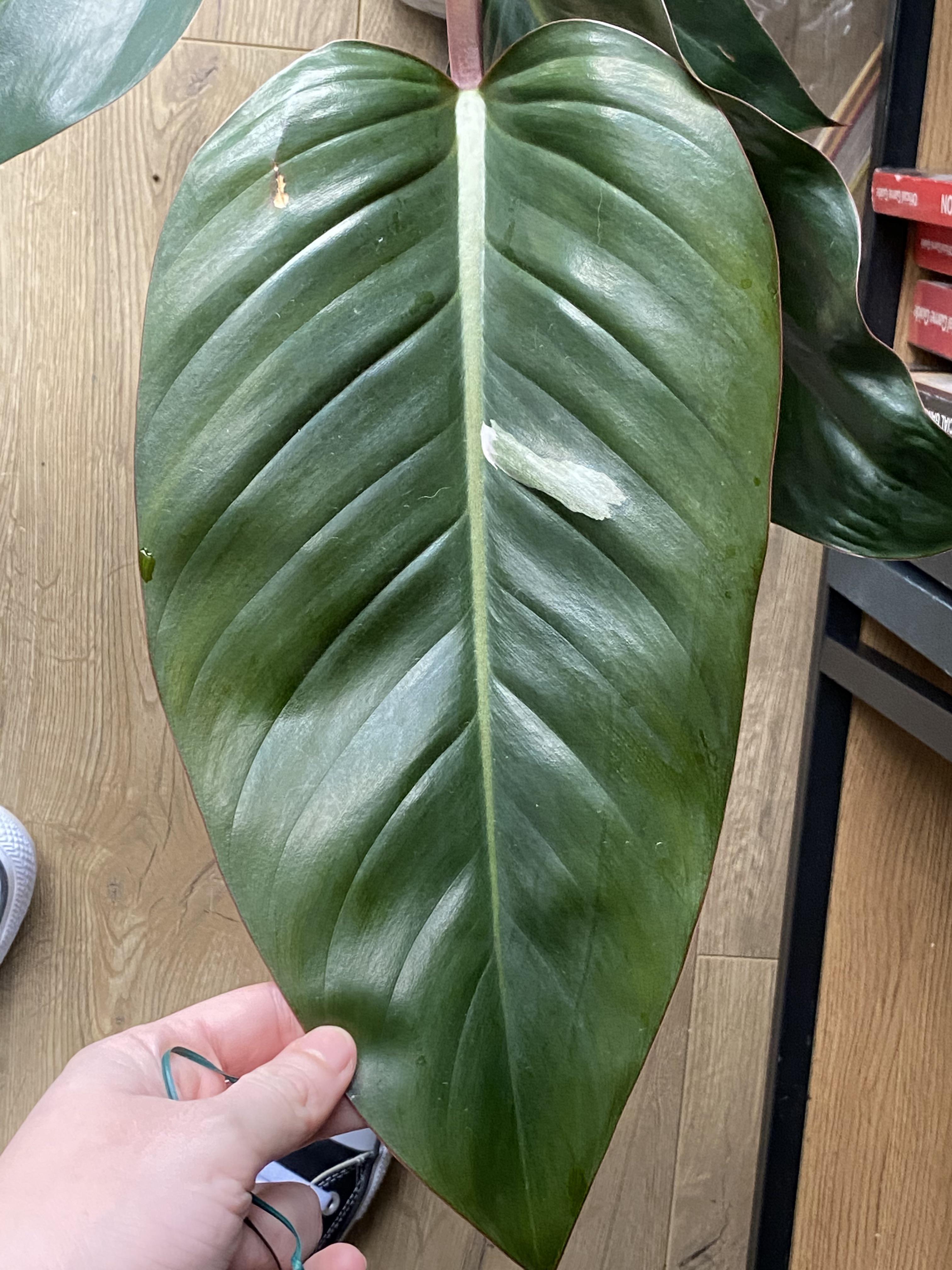 My new little Rojo Congo got Big Leaf Energy. | Scrolller