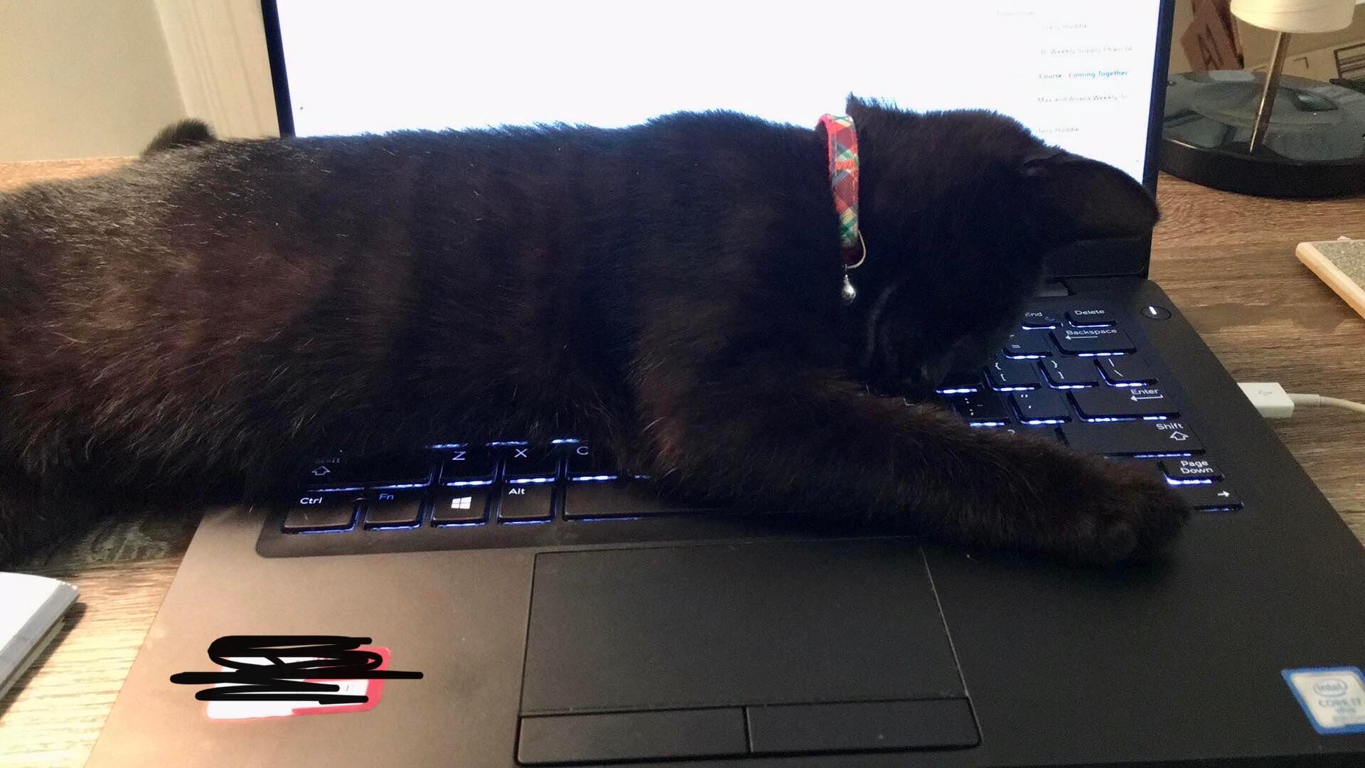 My new office assistant is sleeping on the job! | Scrolller