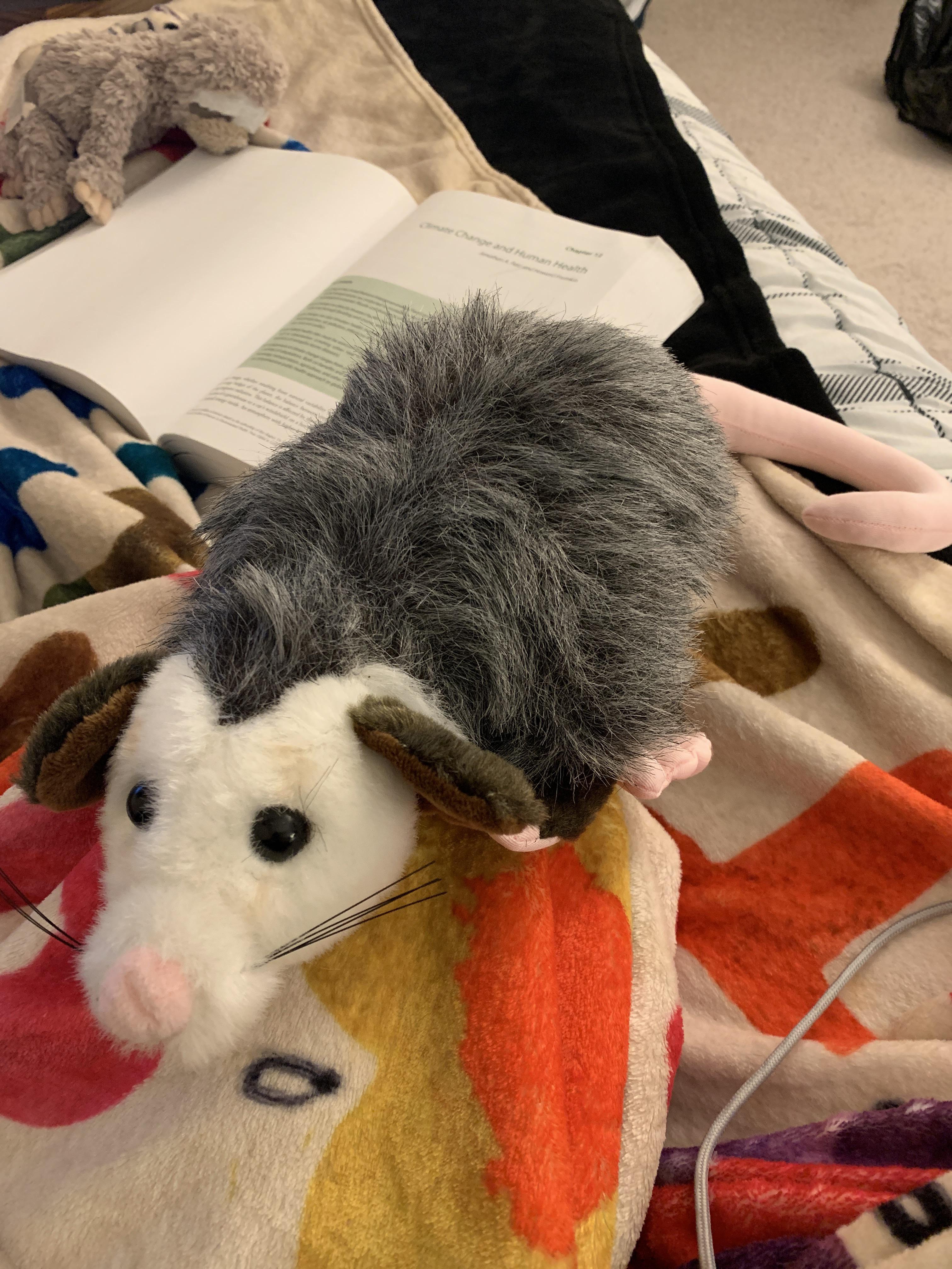My new possum plush ️ | Scrolller