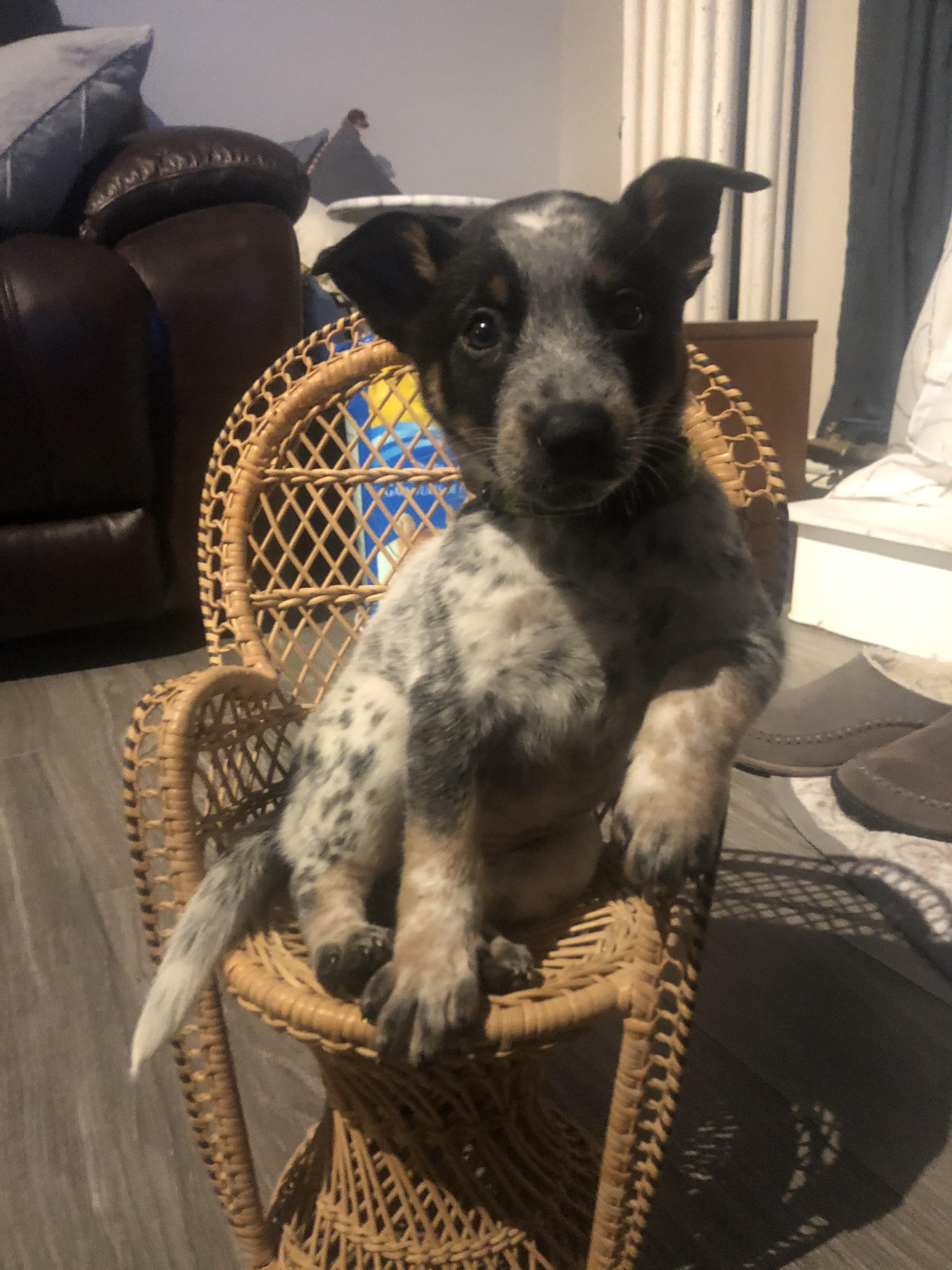 My new pup Bindi! | Scrolller