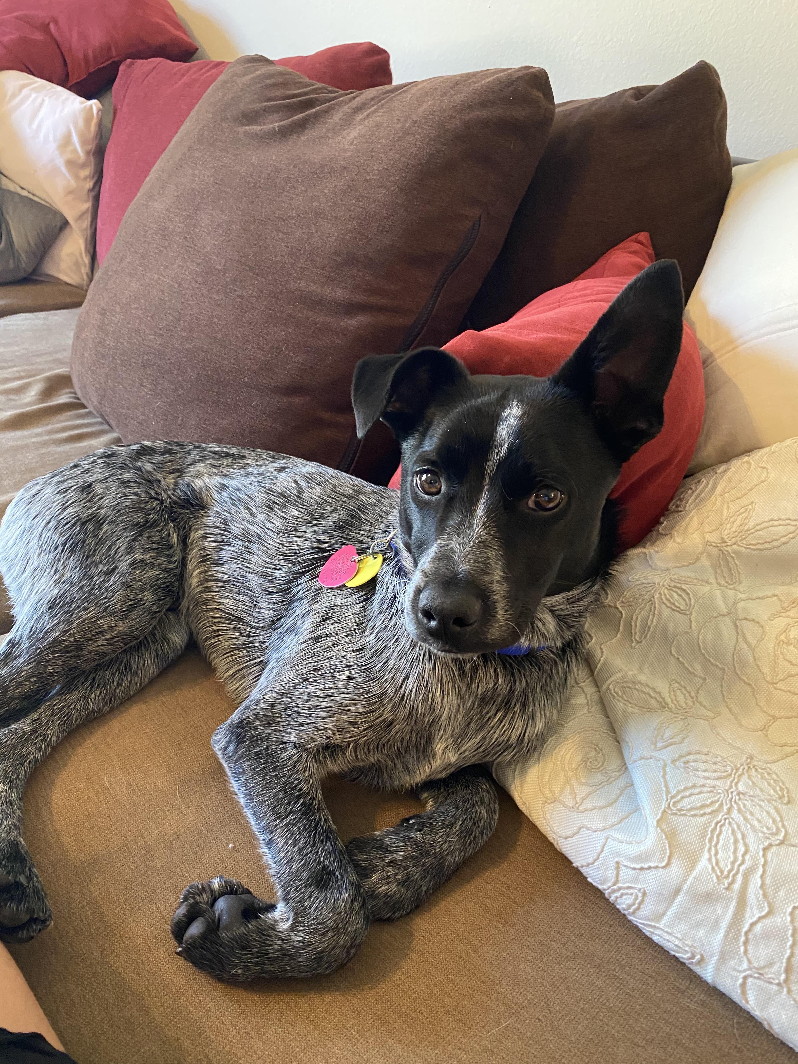 My new rescue boy, Bandit, and his wonky ear | Scrolller