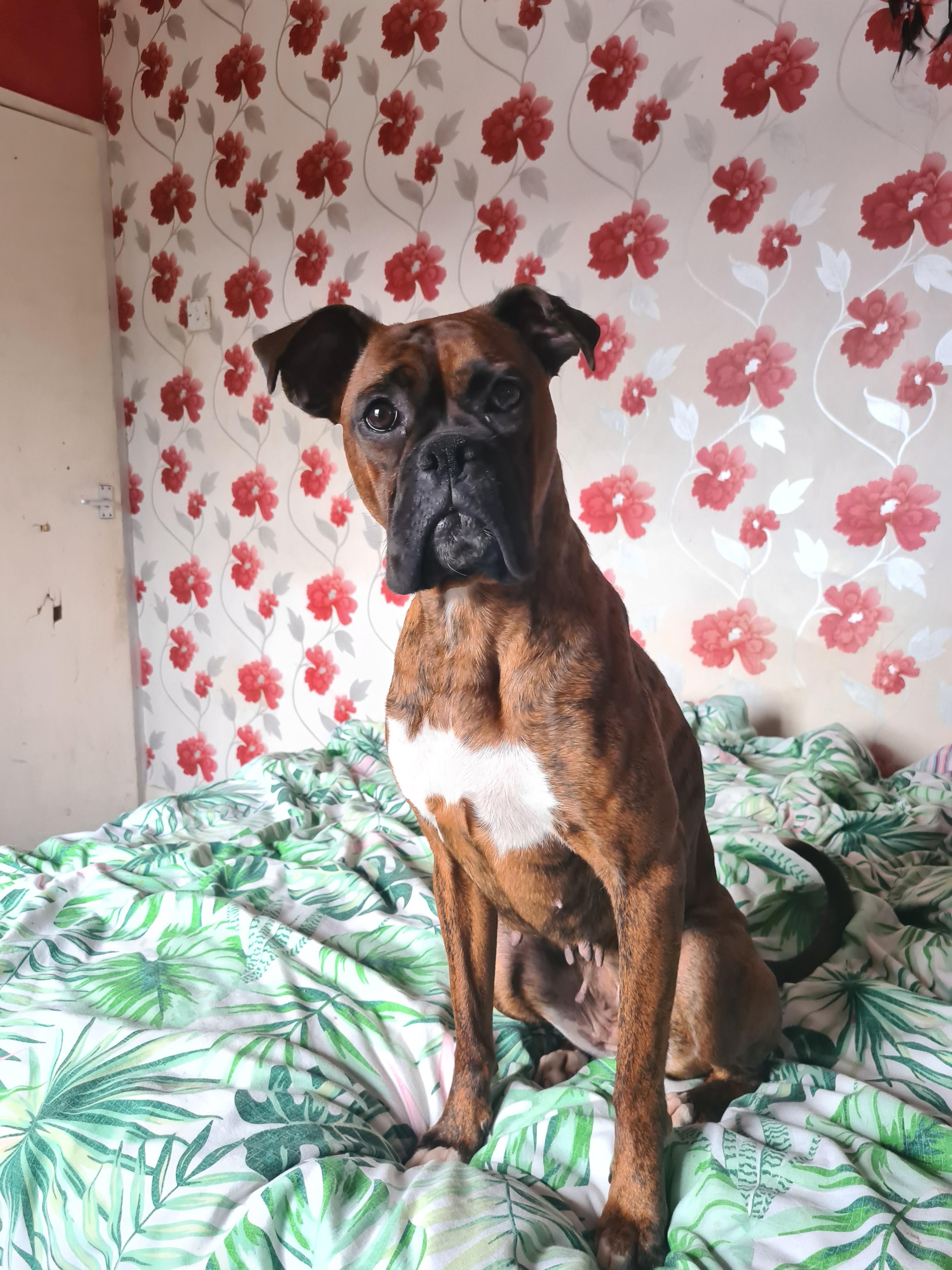 My new rescue pup, Pop! | Scrolller