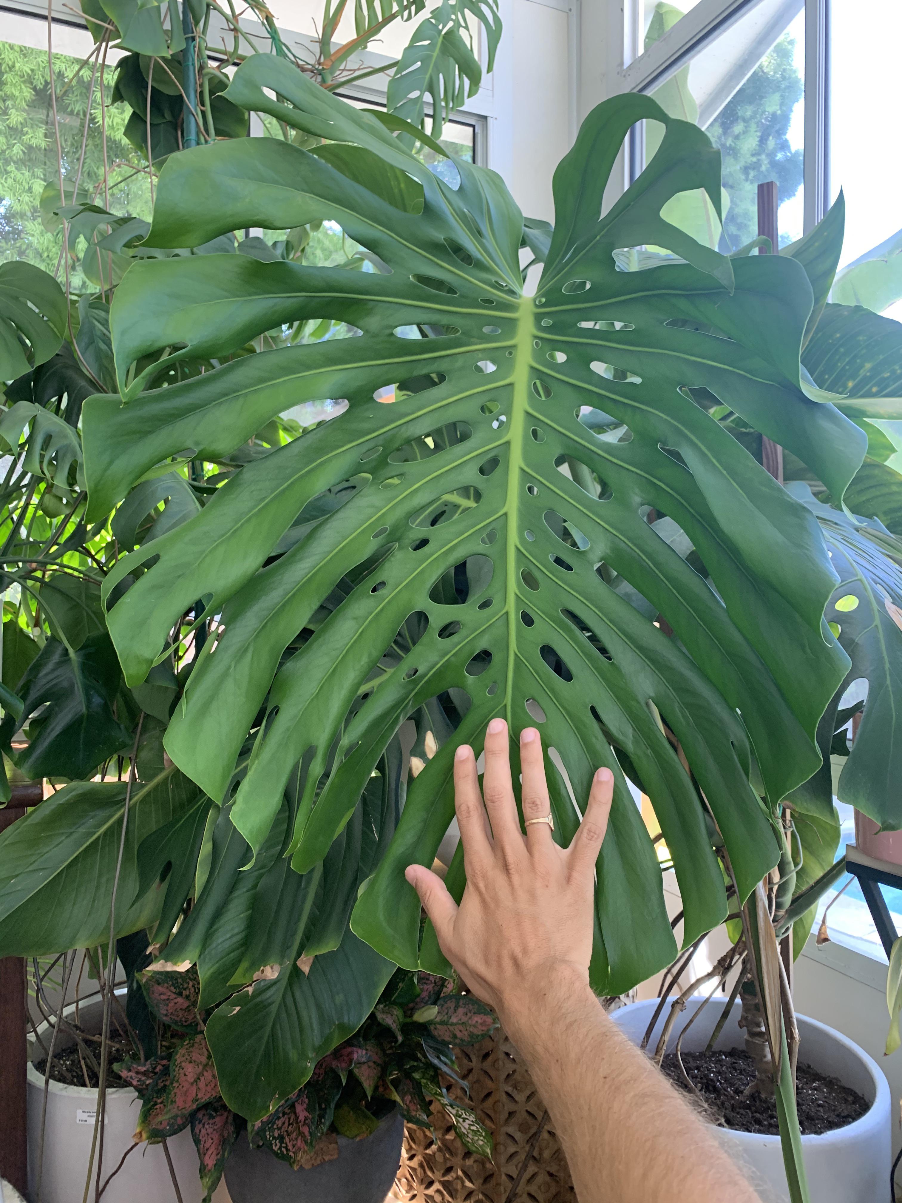 My newest leaf is an absolute unit | Scrolller