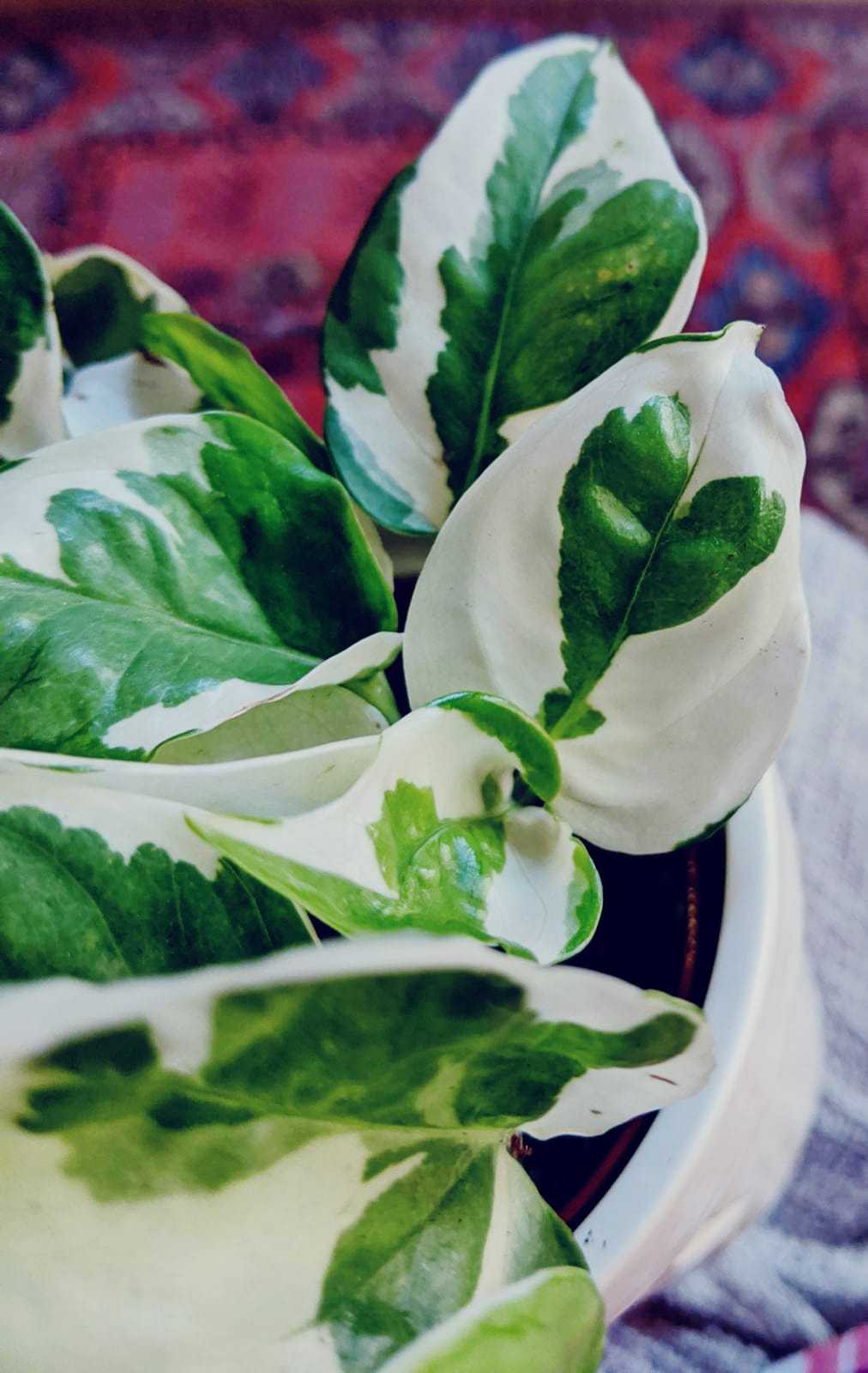 My N'Joy pothos has a heart! | Scrolller