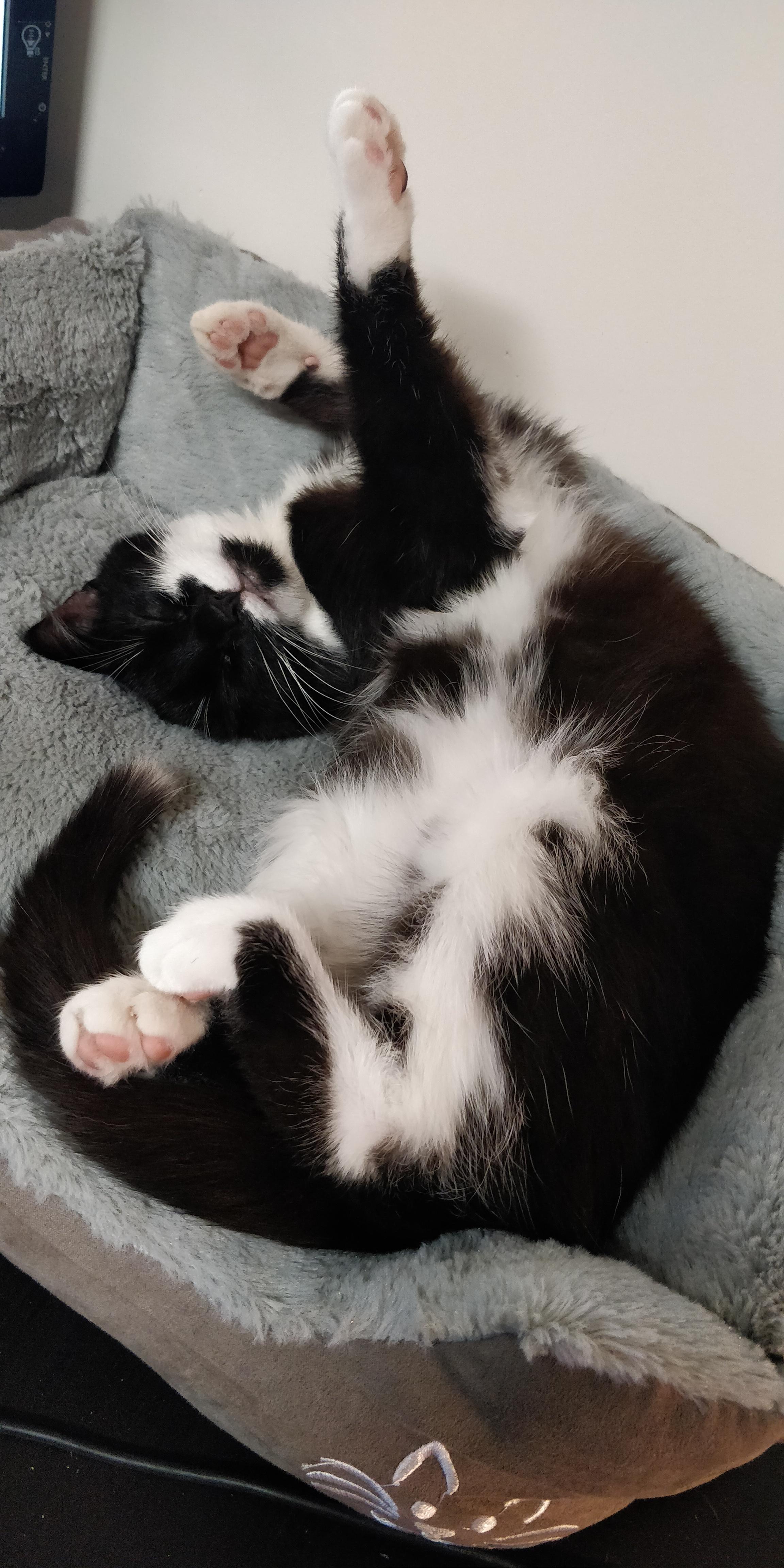 My noodle Nebi ️ | Scrolller