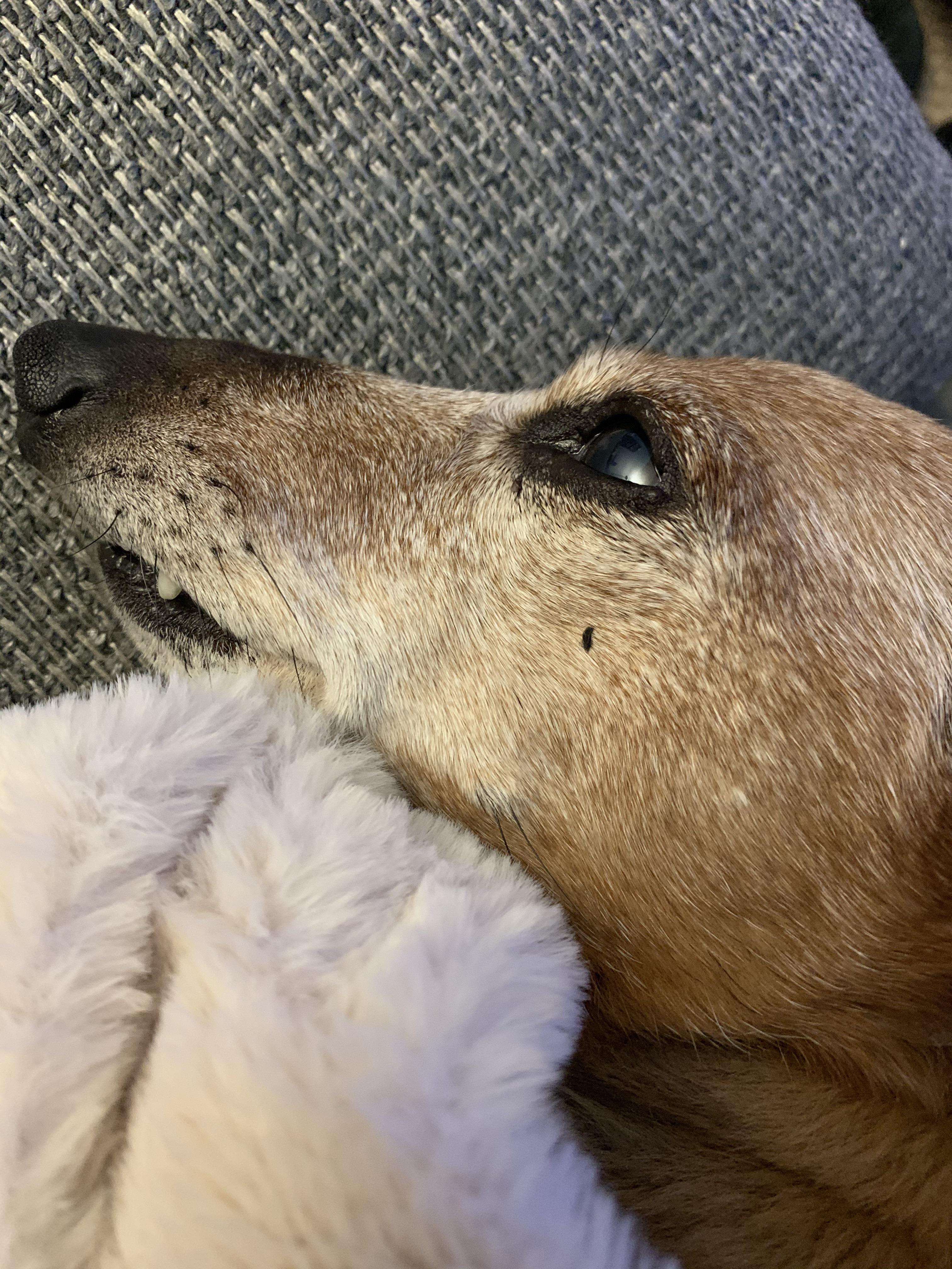 My old man being a derp.....teef! | Scrolller