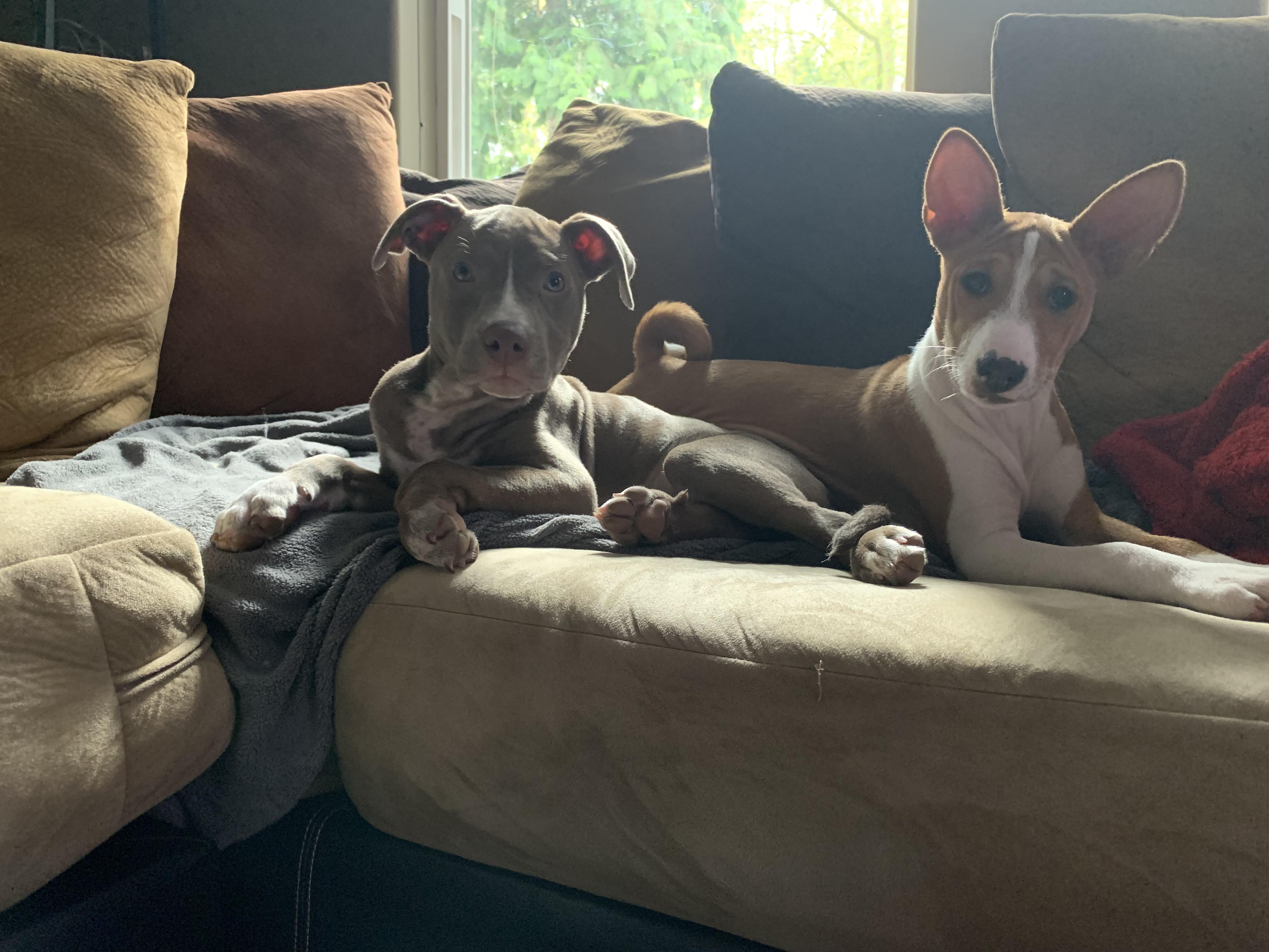 My parents new Basenji with my Pit! | Scrolller