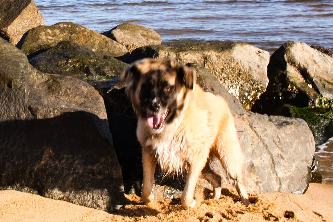 My personal hellhound | Scrolller