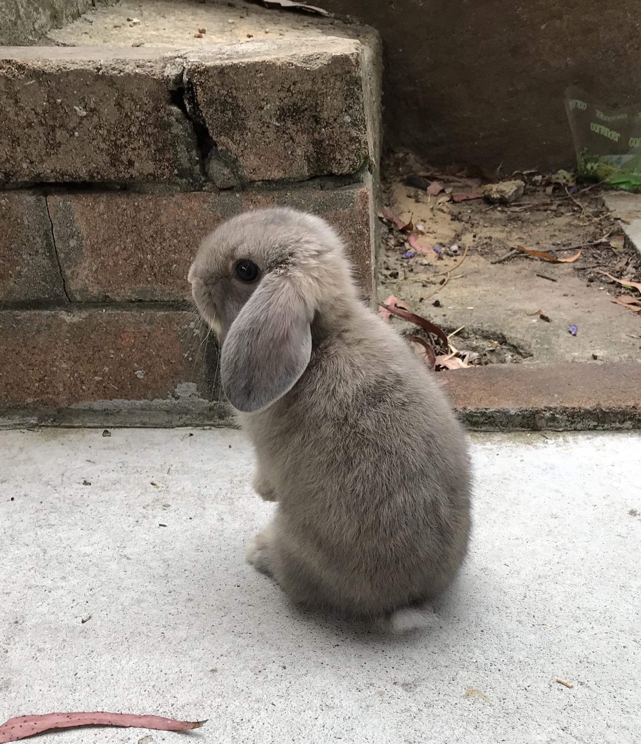 My pet rabbit, Lilly | Scrolller