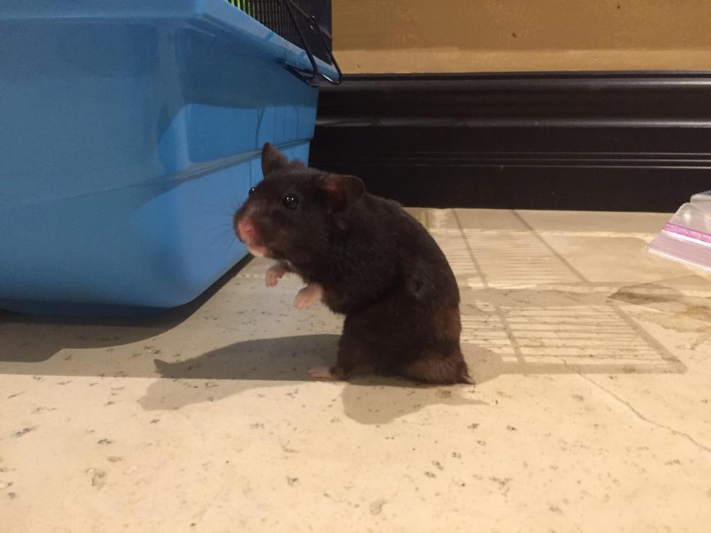 My pet T-Rex | Scrolller