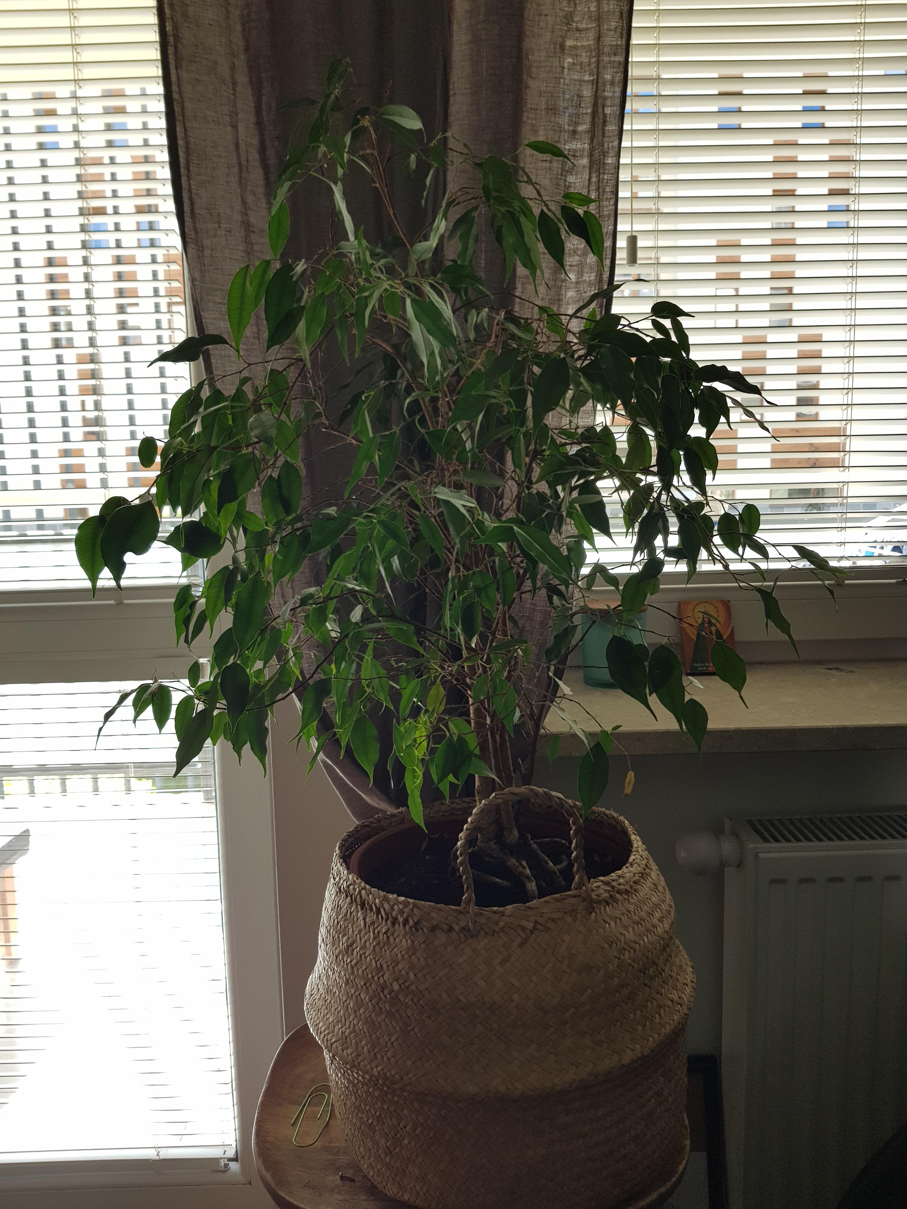My plant :D | Scrolller