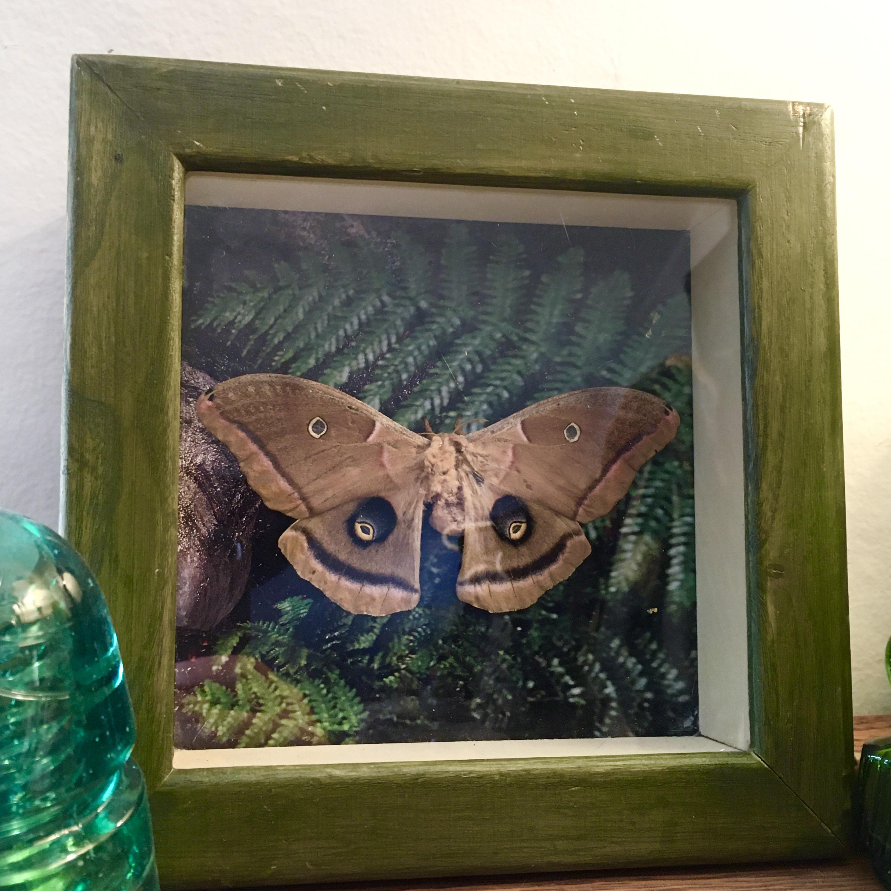My Polyphemus moth display | Scrolller