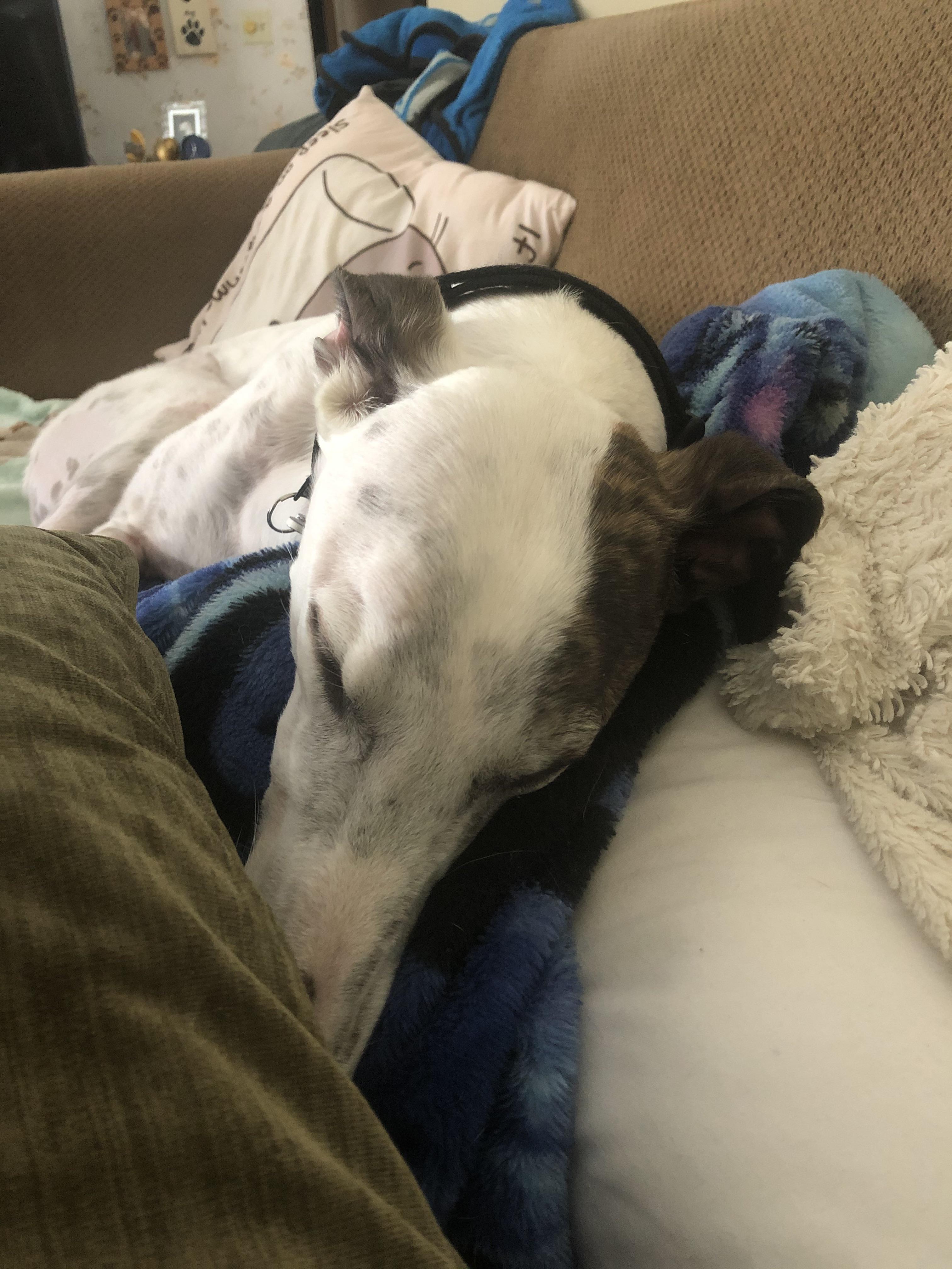 My precious Olive | Scrolller