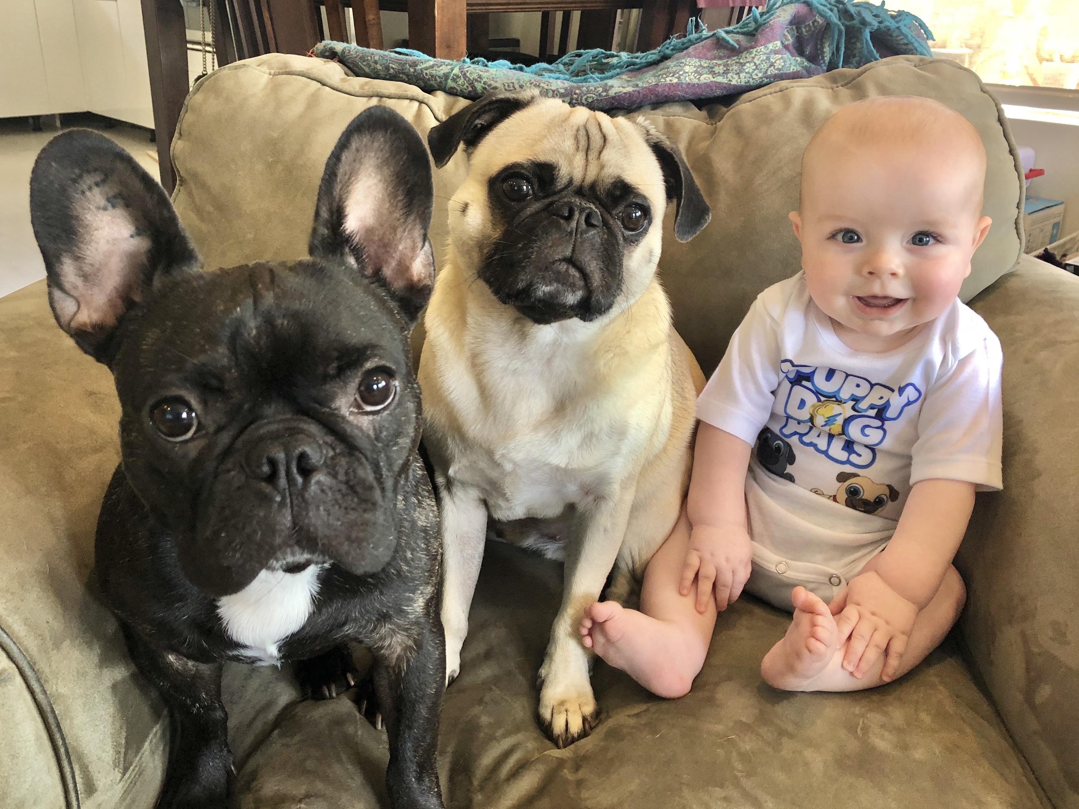My pug, Mattis, and his two brothers/best friends ️ peep the onesie | Scrolller
