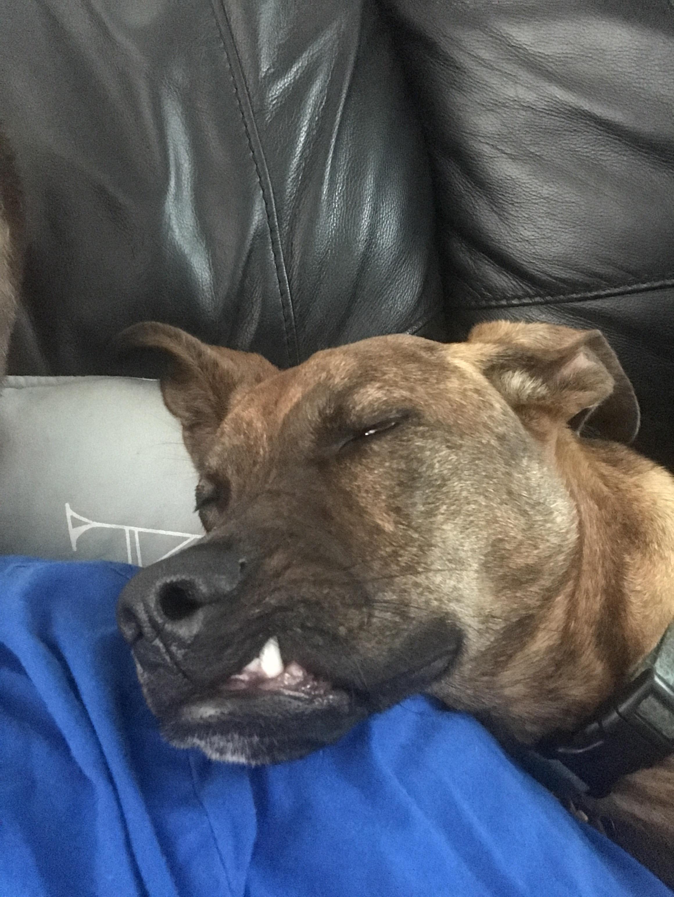 My pup and her snaggle tooth | Scrolller