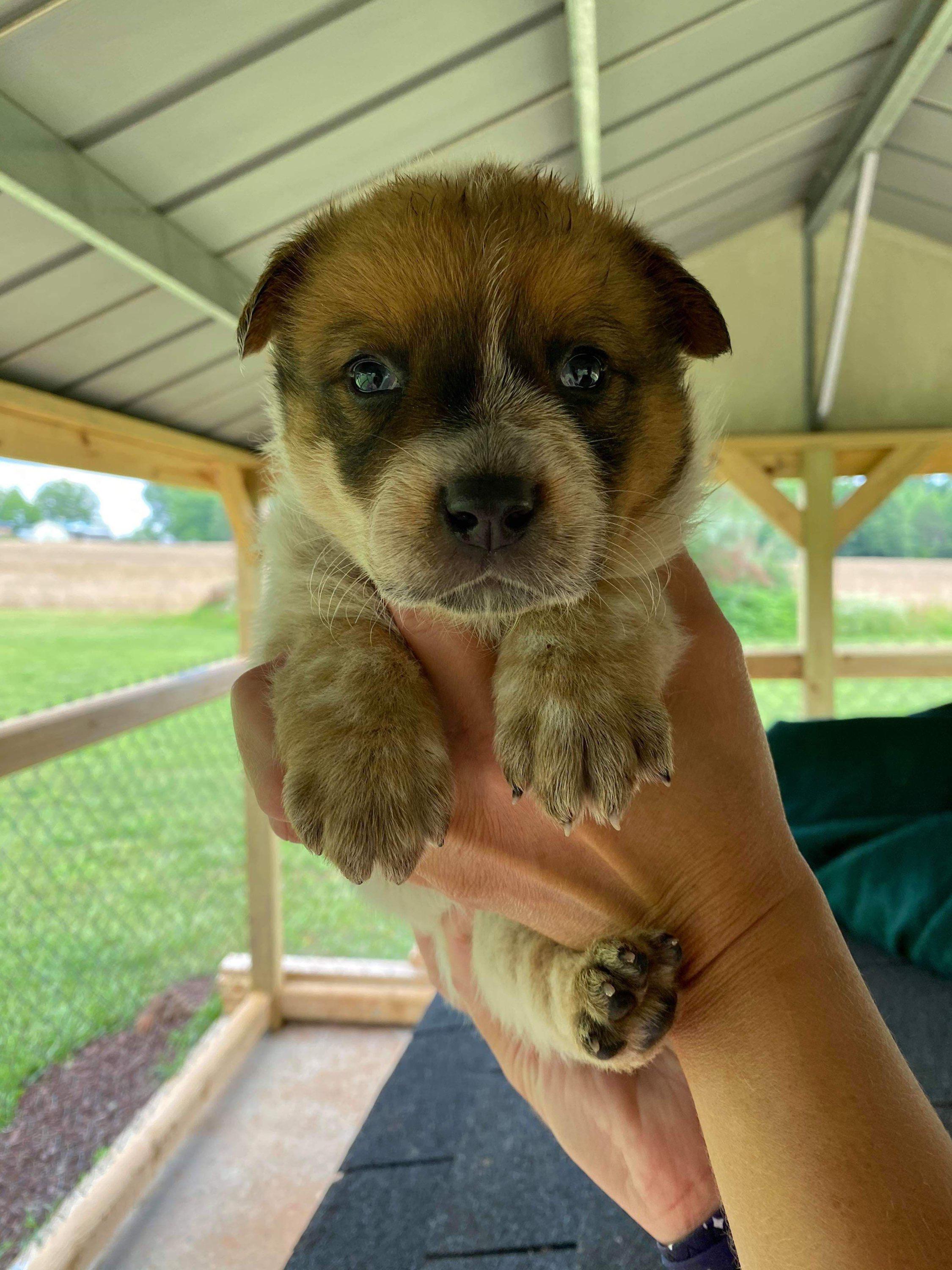 My pup im picking up Friday, her name will be millie | Scrolller