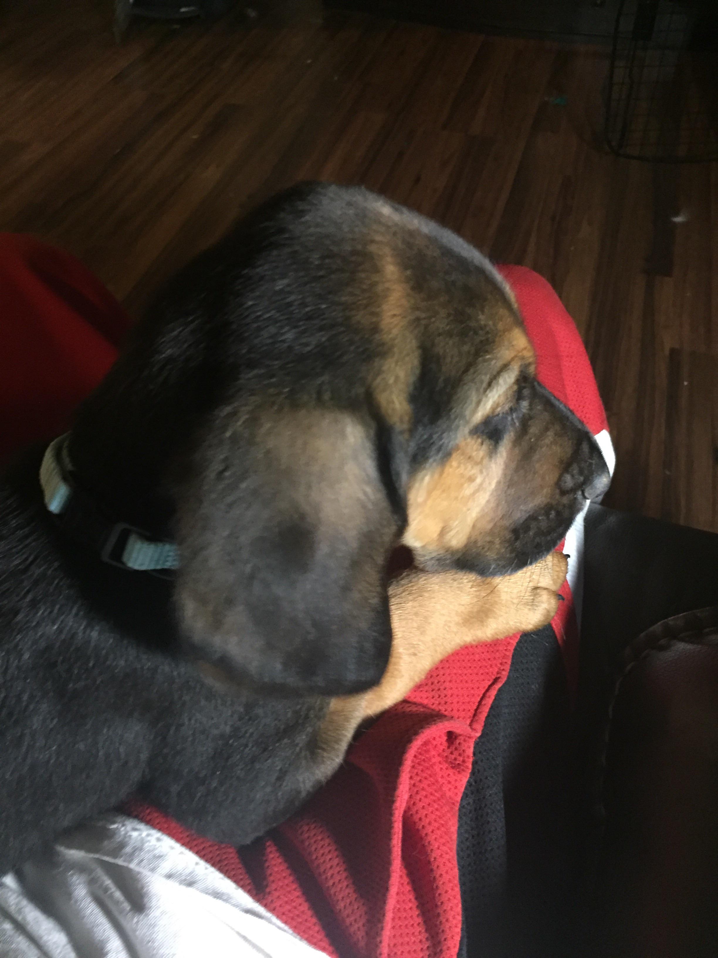 My pup, Sandor | Scrolller