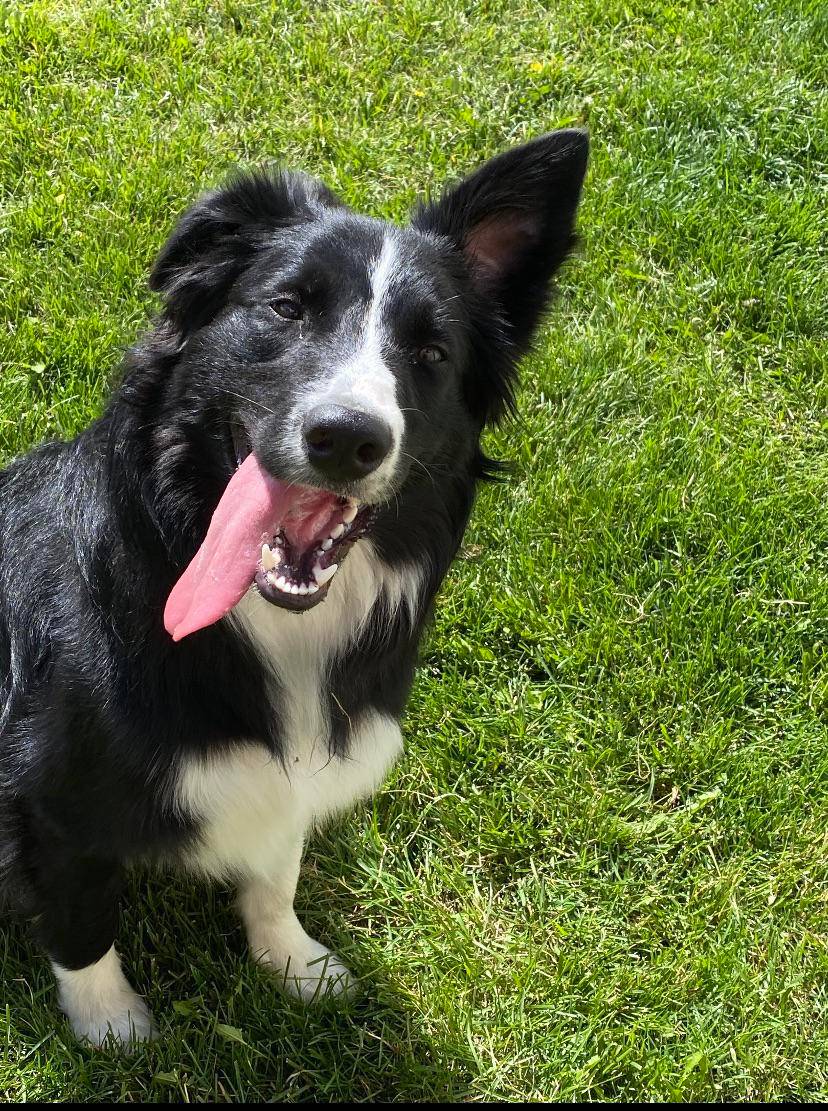 My puppers Max | Scrolller