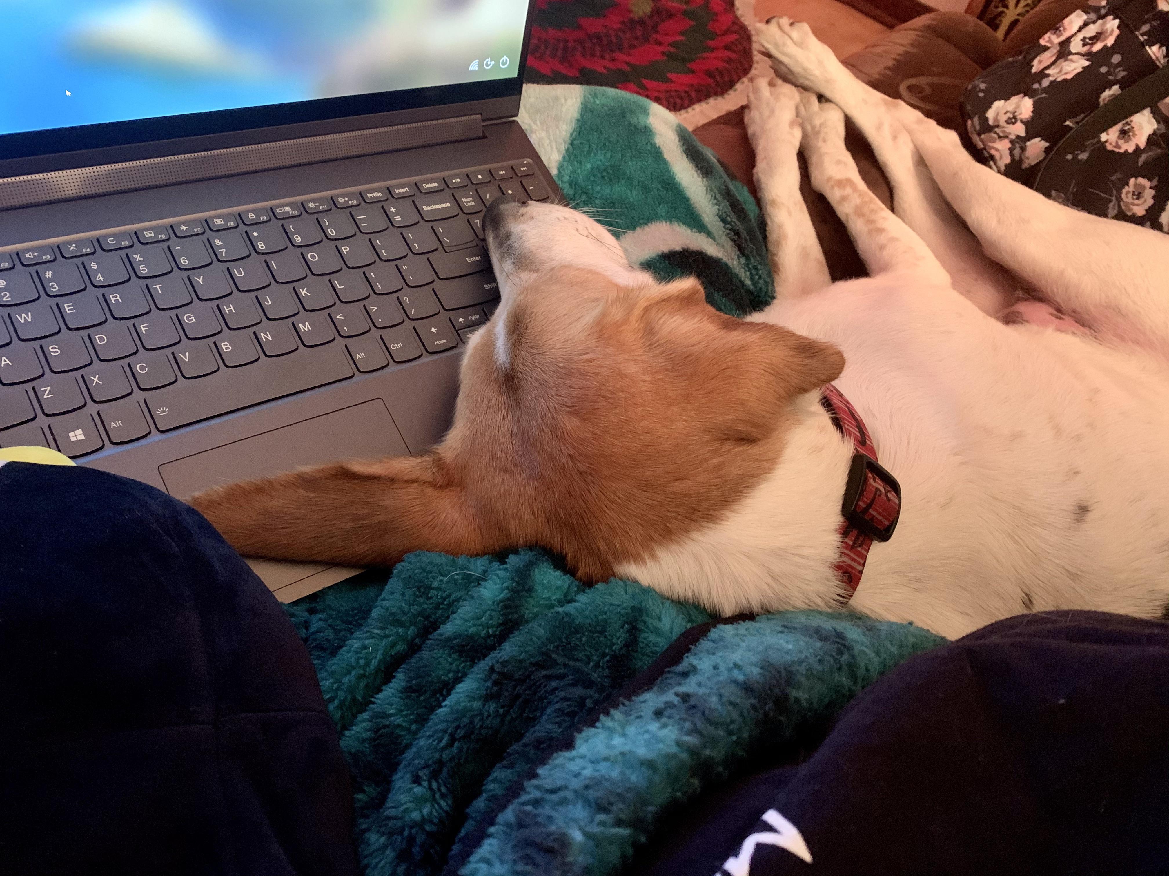 My puppy decided it was snuggle time not work time 🙈 | Scrolller