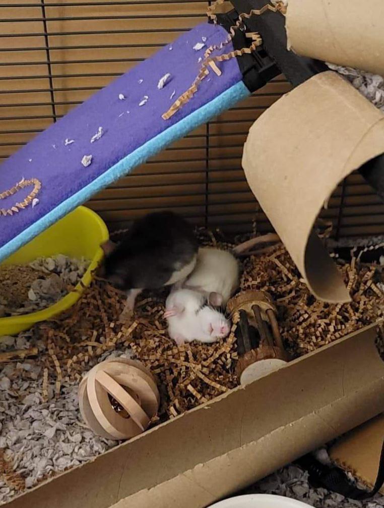 My rats like to wrestle. When Cheez-It's about to win, Sparkle plays dead. | Scrolller