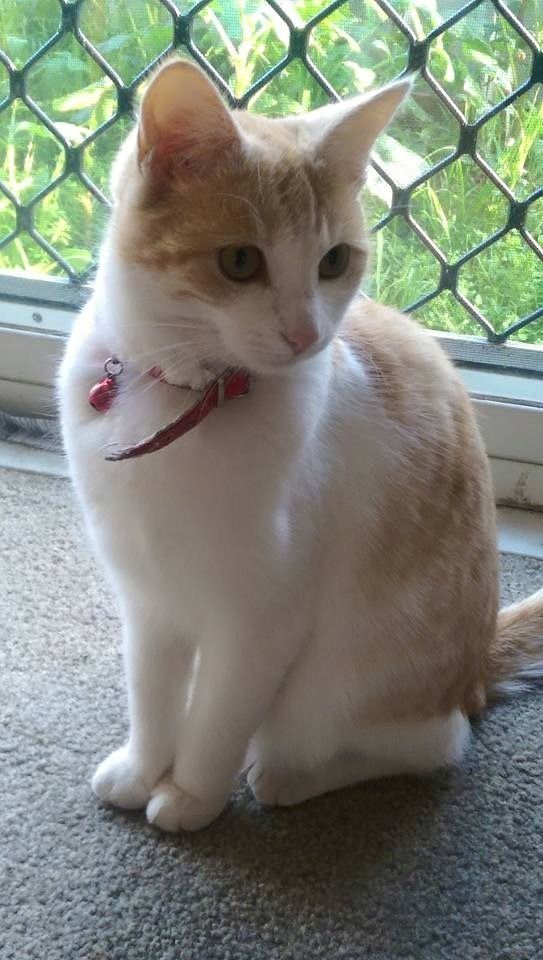 My rescue cat Lilly. | Scrolller