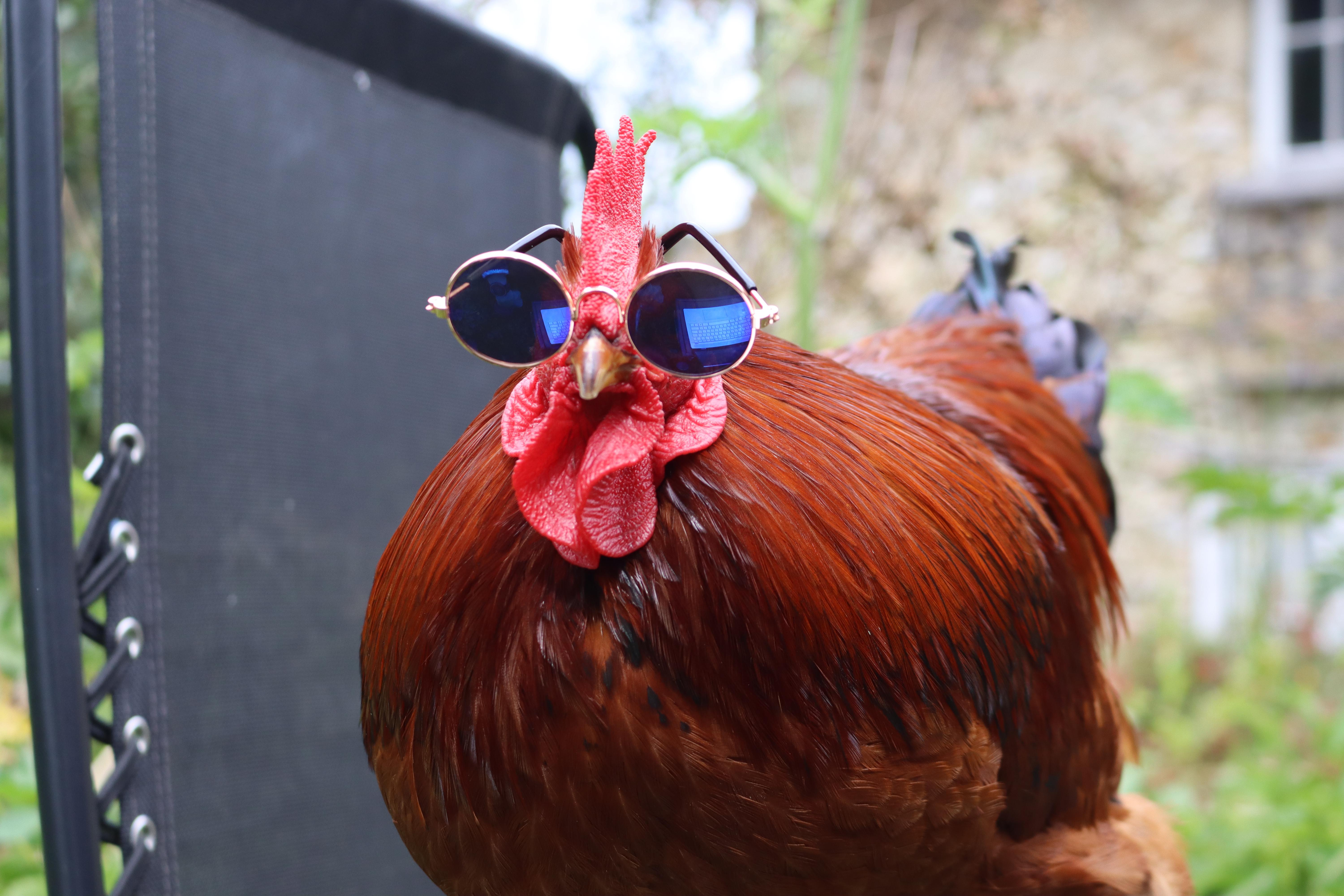 My rooster is the best boy | Scrolller