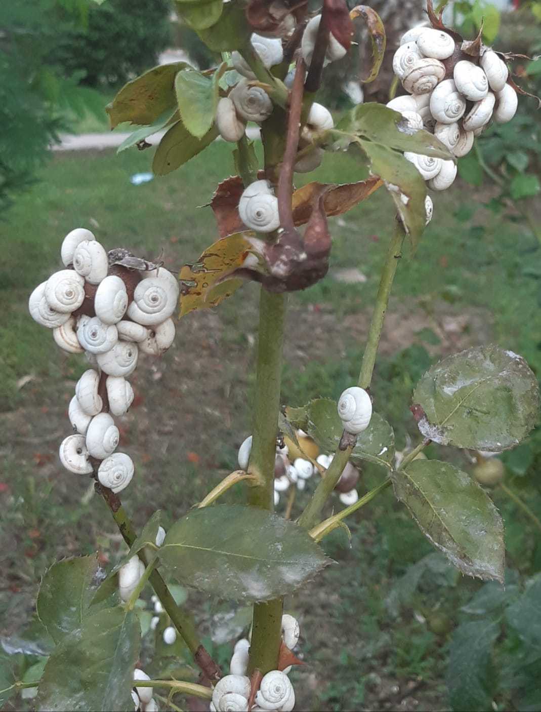 My roses have been captured by snails | Scrolller