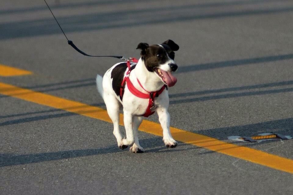 My running partner, Indy. | Scrolller