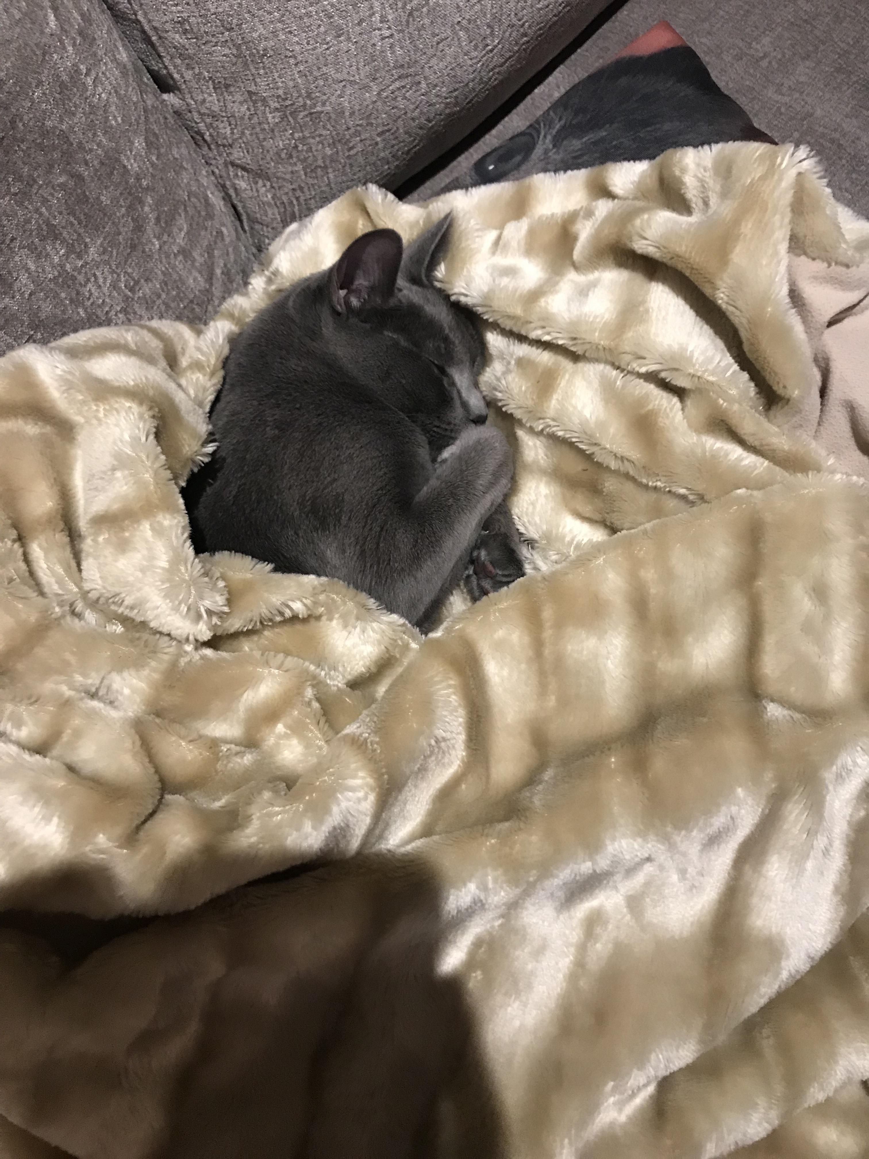 My Russian blue baby after her turkey on Christmas Day zzzzz | Scrolller