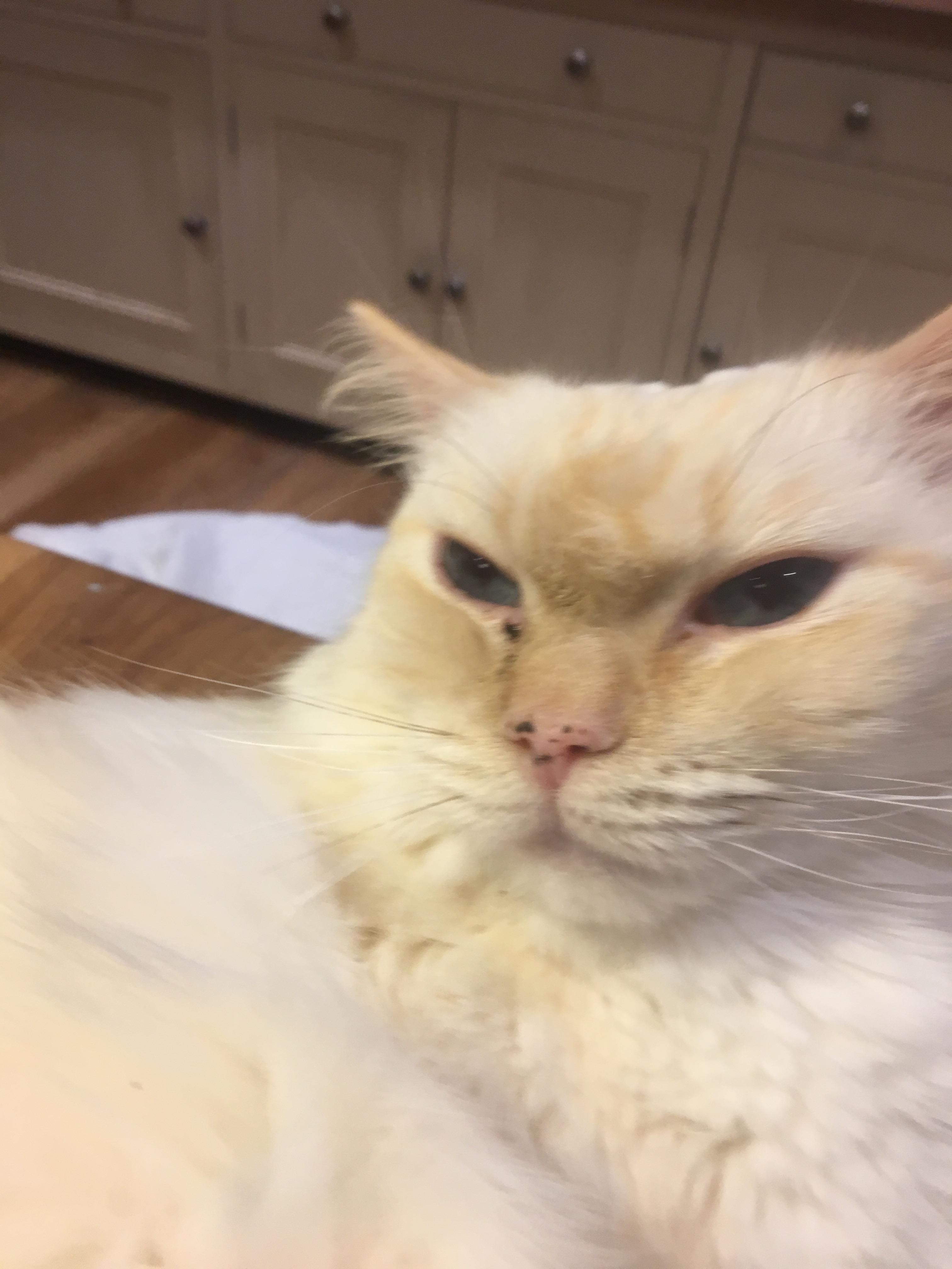 My sassy little princess molly | Scrolller