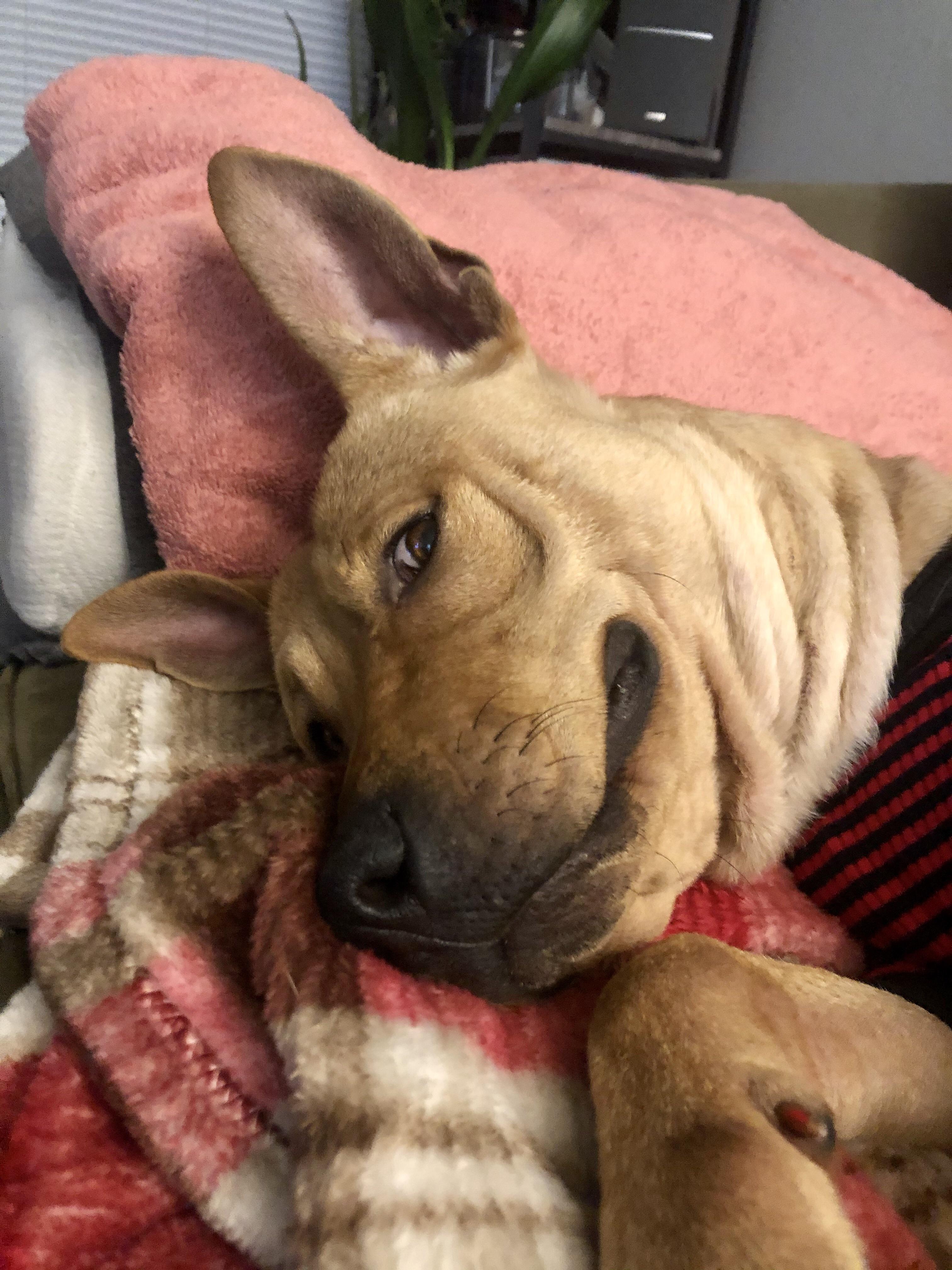 My Scooby-Doo wrinkle queen’s derpy smile | Scrolller